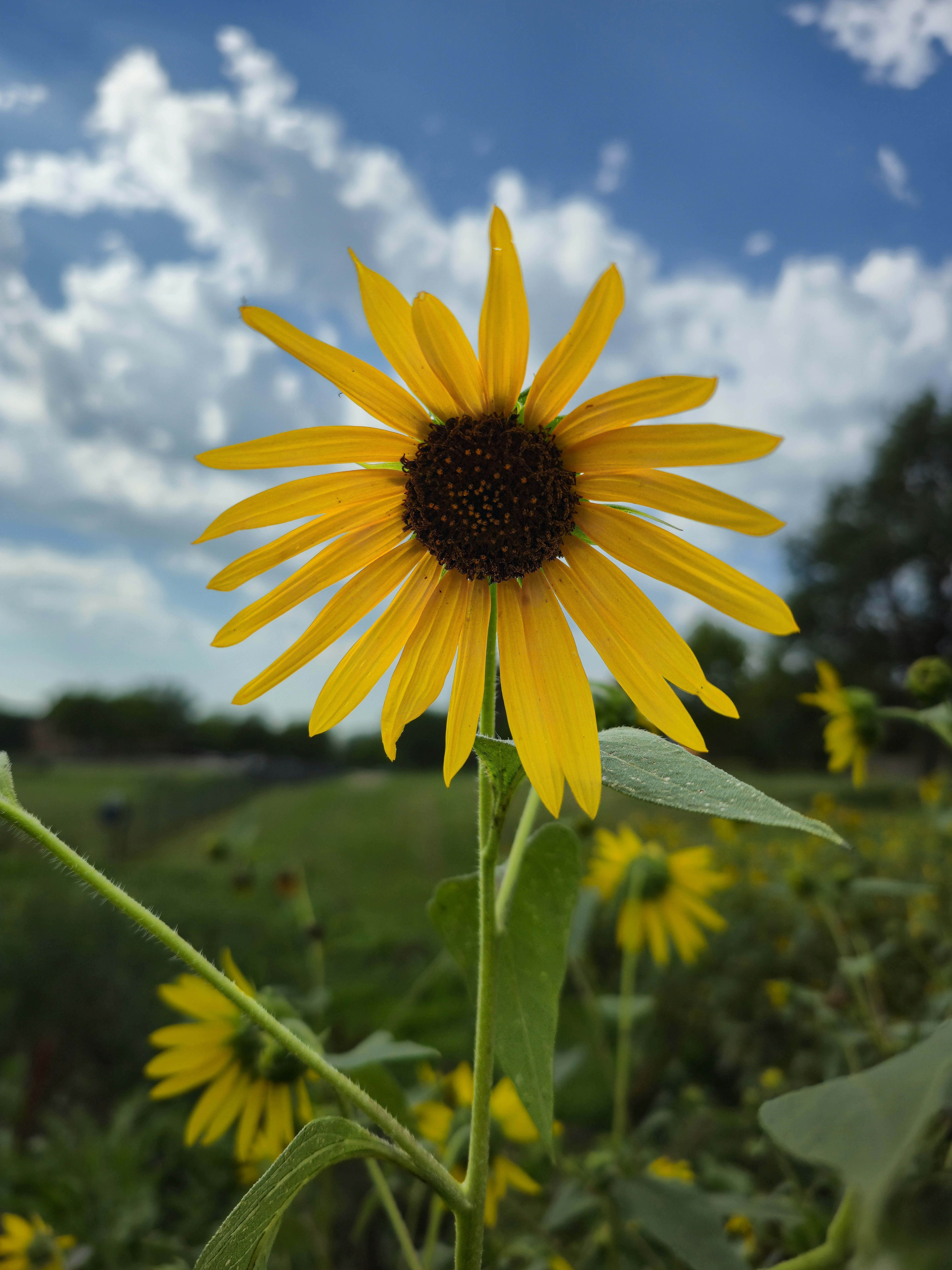 Sunlit Bloom: A sunflower crowned by a bright, open sky