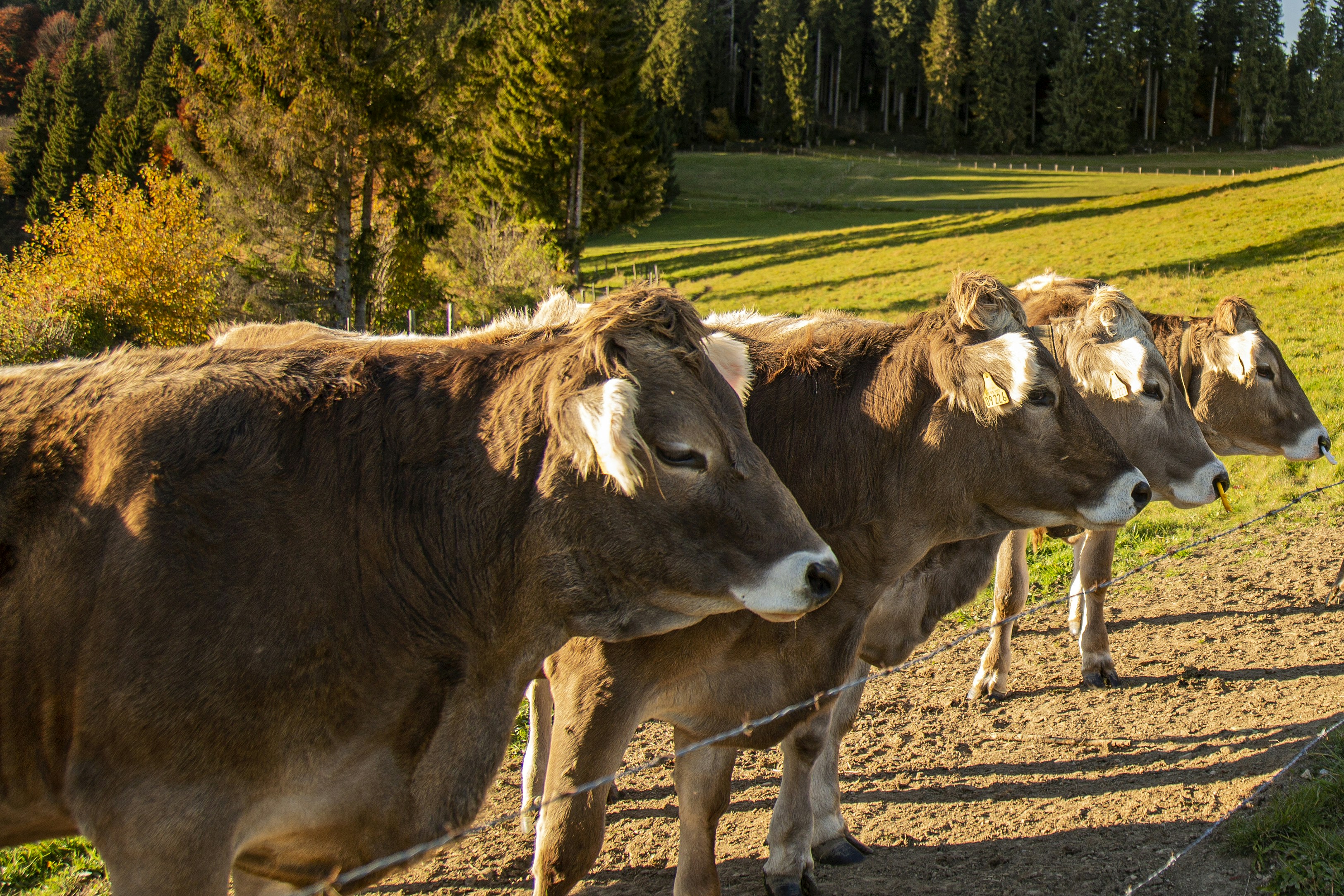 Rows of Tranquil Brontos: Cows in a Sunlit Meadow
