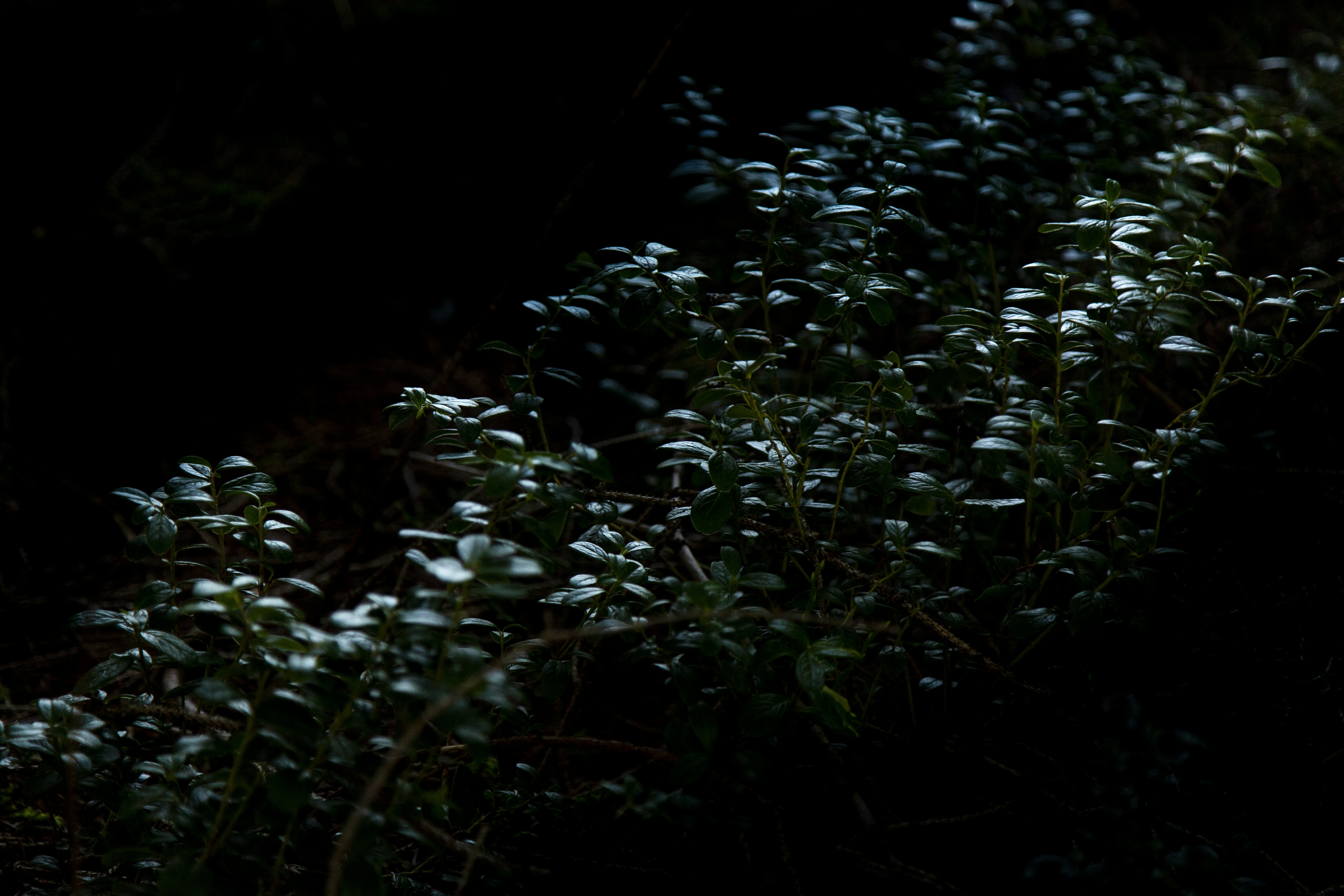 Veiled Greenery in Nightfall