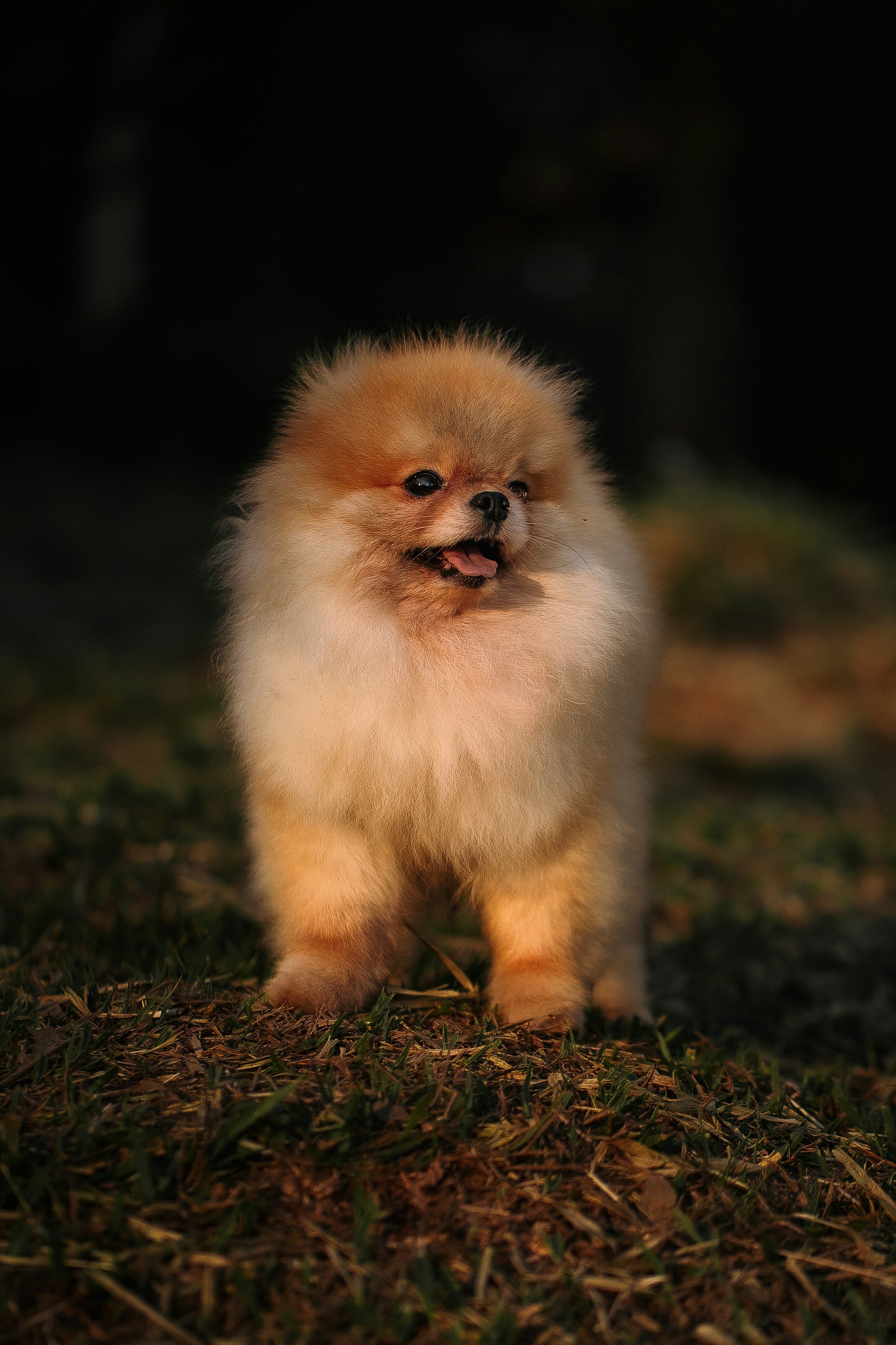 Sunlit Pom: A Fluffy Portrait in Gentle Evening Light