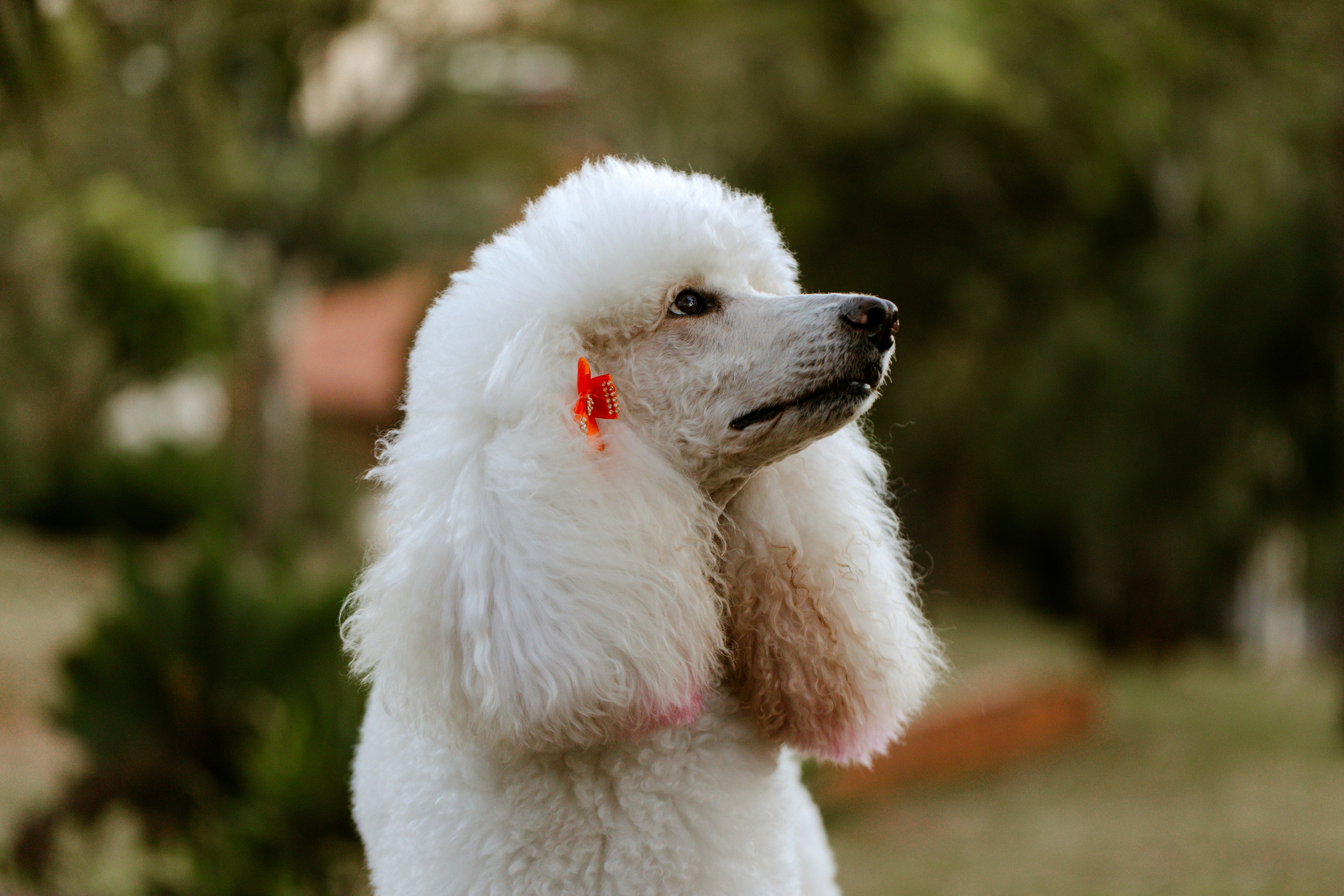 Portrait of a Poised White Poodle in Soft Garden Light