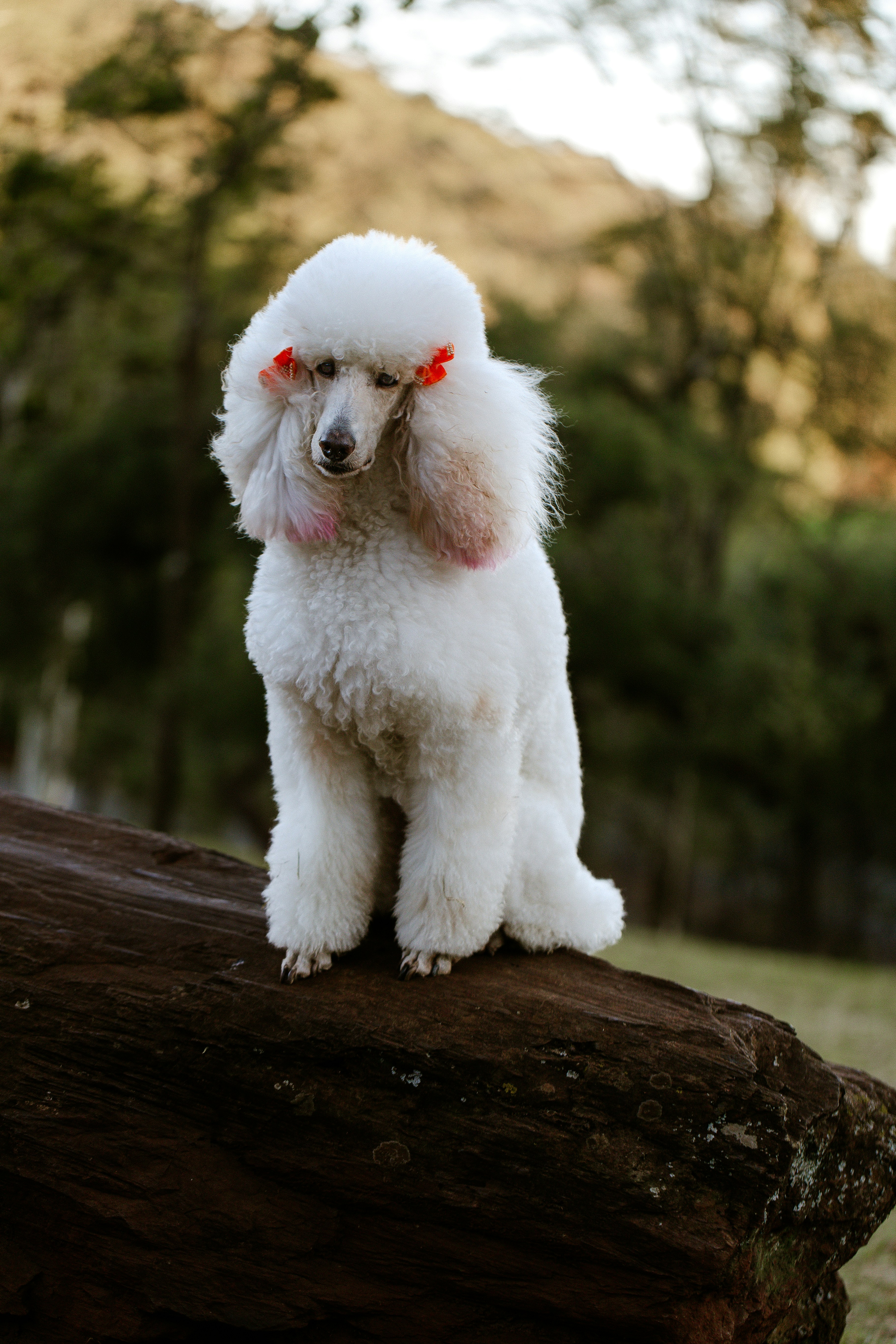 Portrait of a fluffy white poodle perched on a rustic log