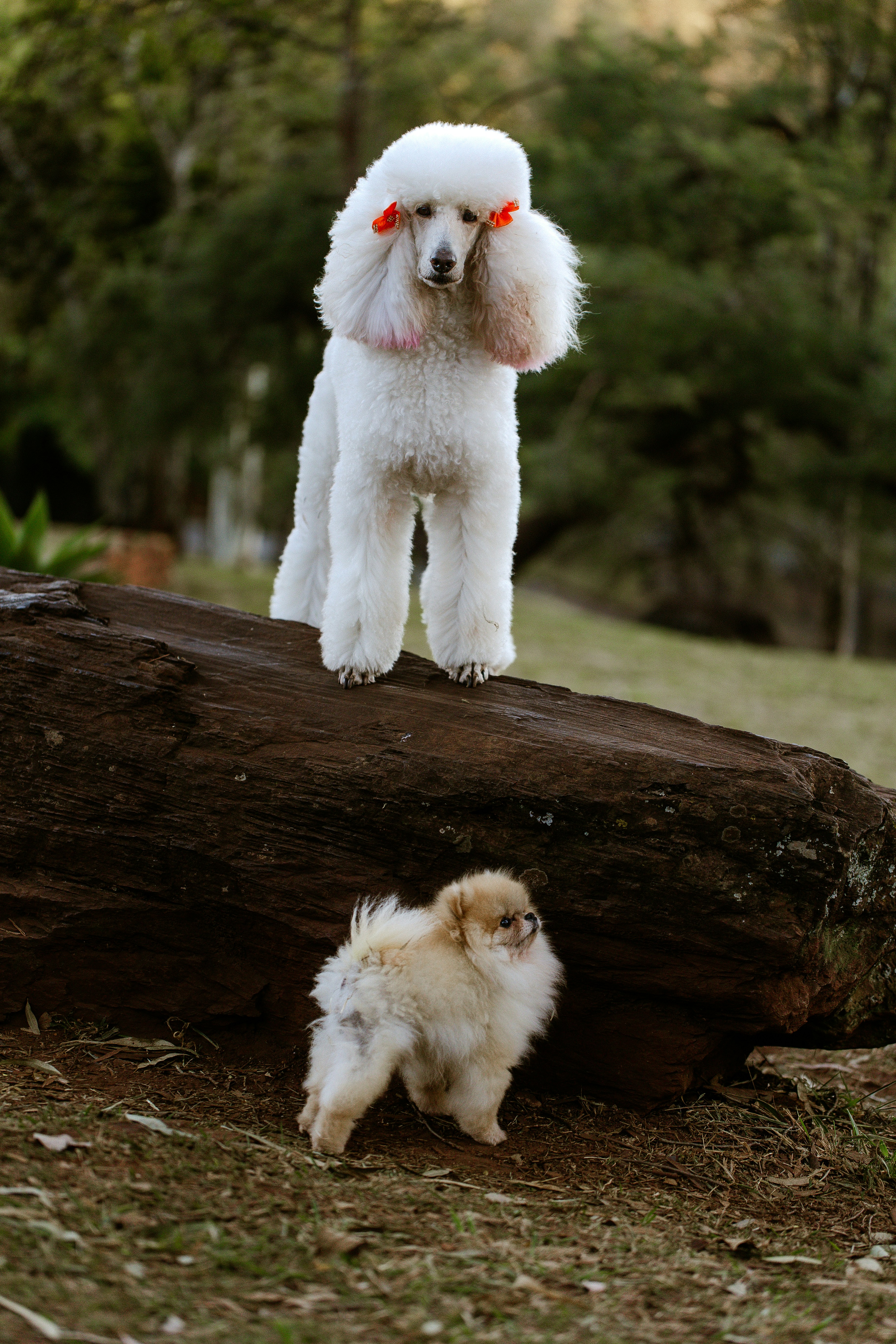 Two Pups on a Log: A Curious Moment in the Park