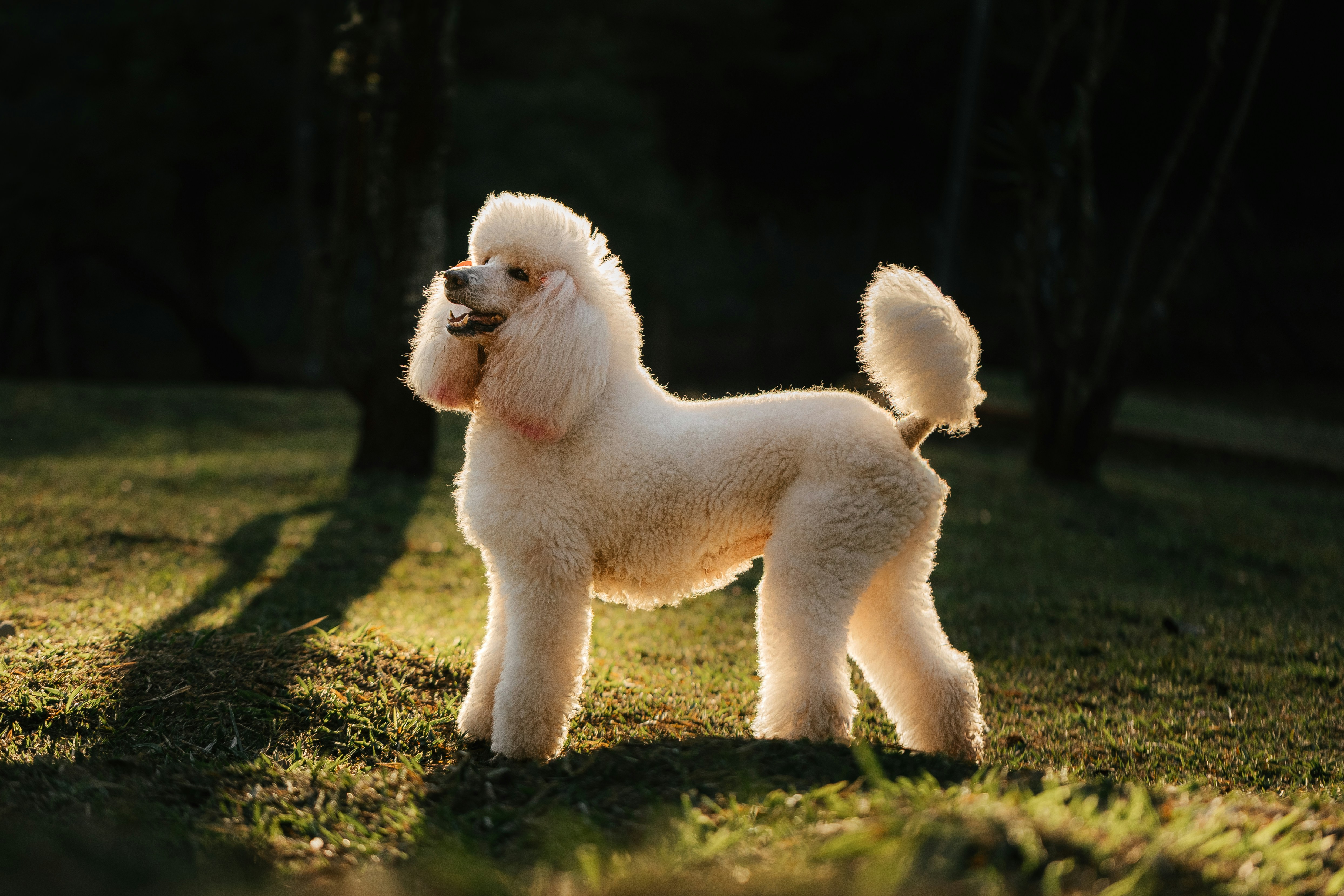 Backlit Poodle in a Quiet Park