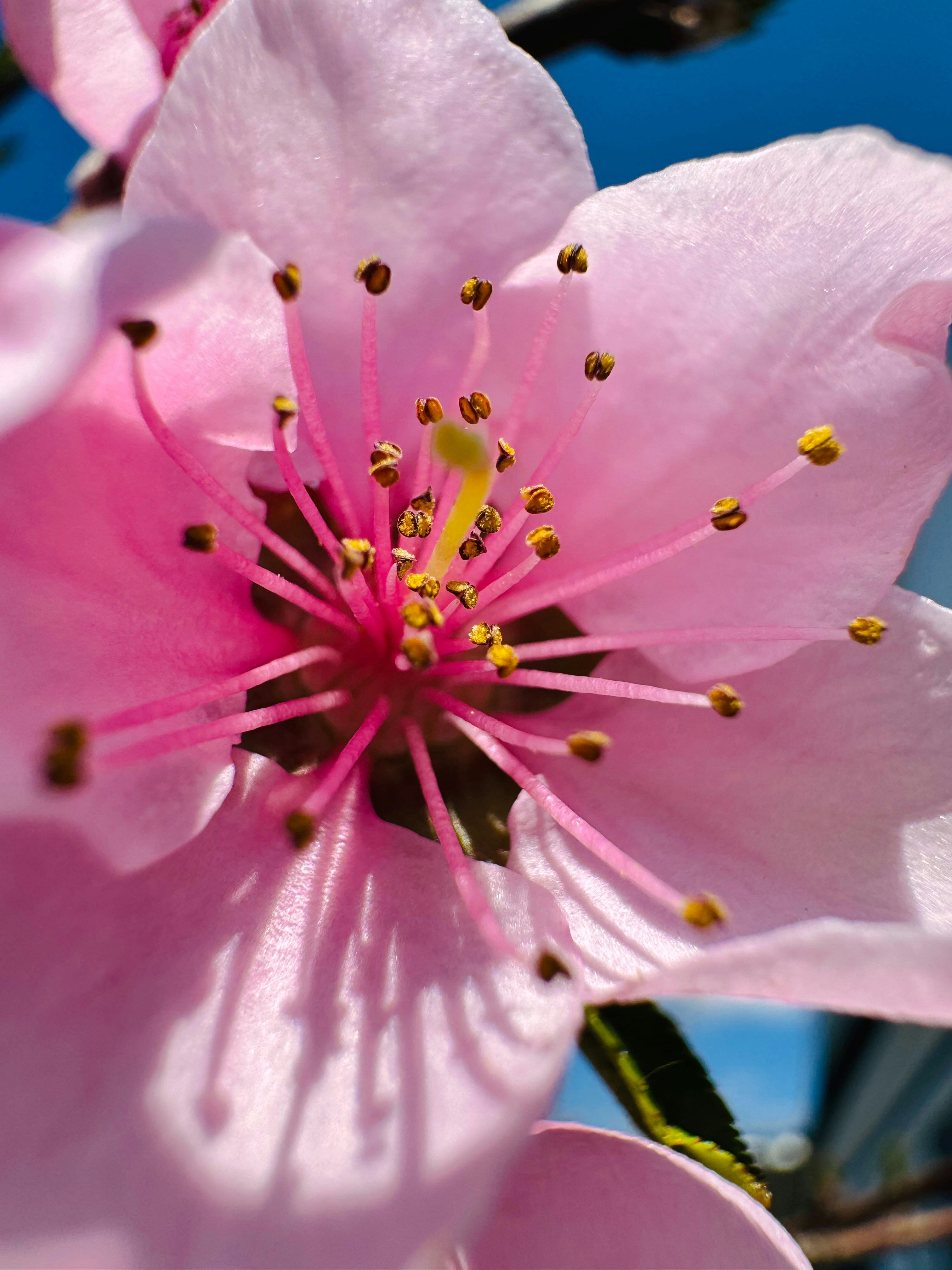 Pink blossom in sharp focus with sunlit stamen radiance