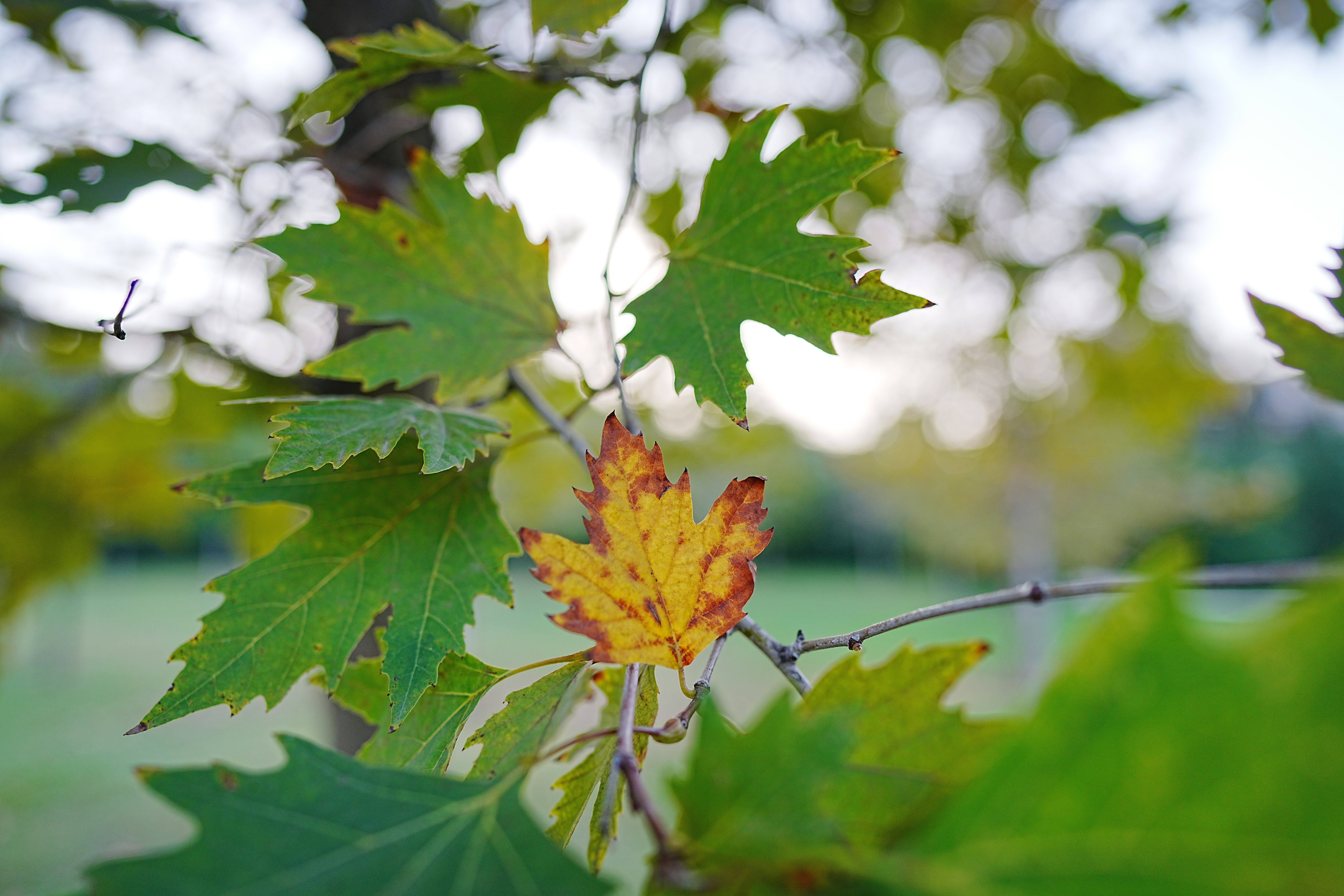 Autumn Leaf in Focus: A Quiet Moment on a Branch