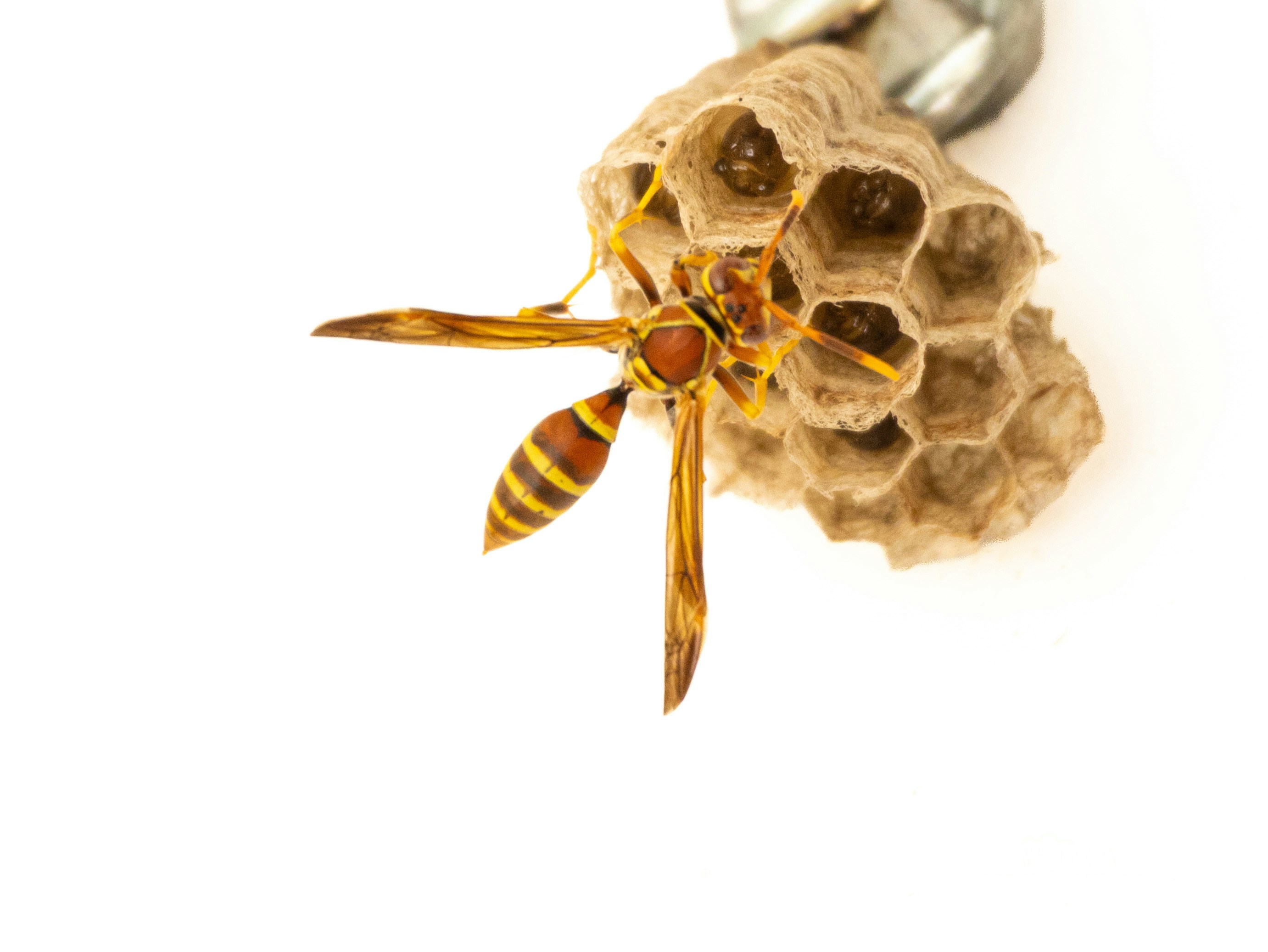 Wasp on a Honeycomb: A Delicate Moment of Precision