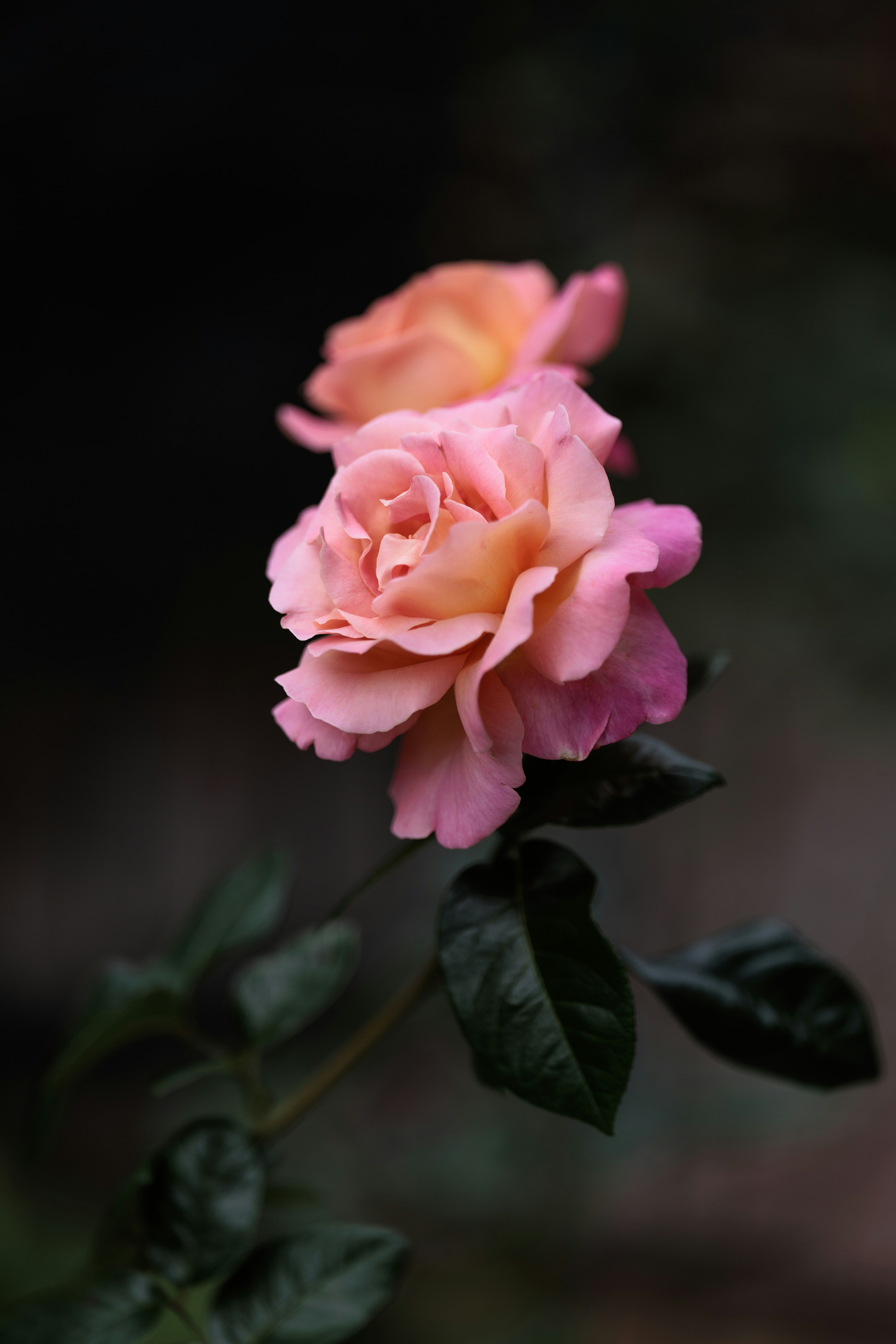 Pink Rose in Soft Focus: A Delicate Bloom Against Dusk