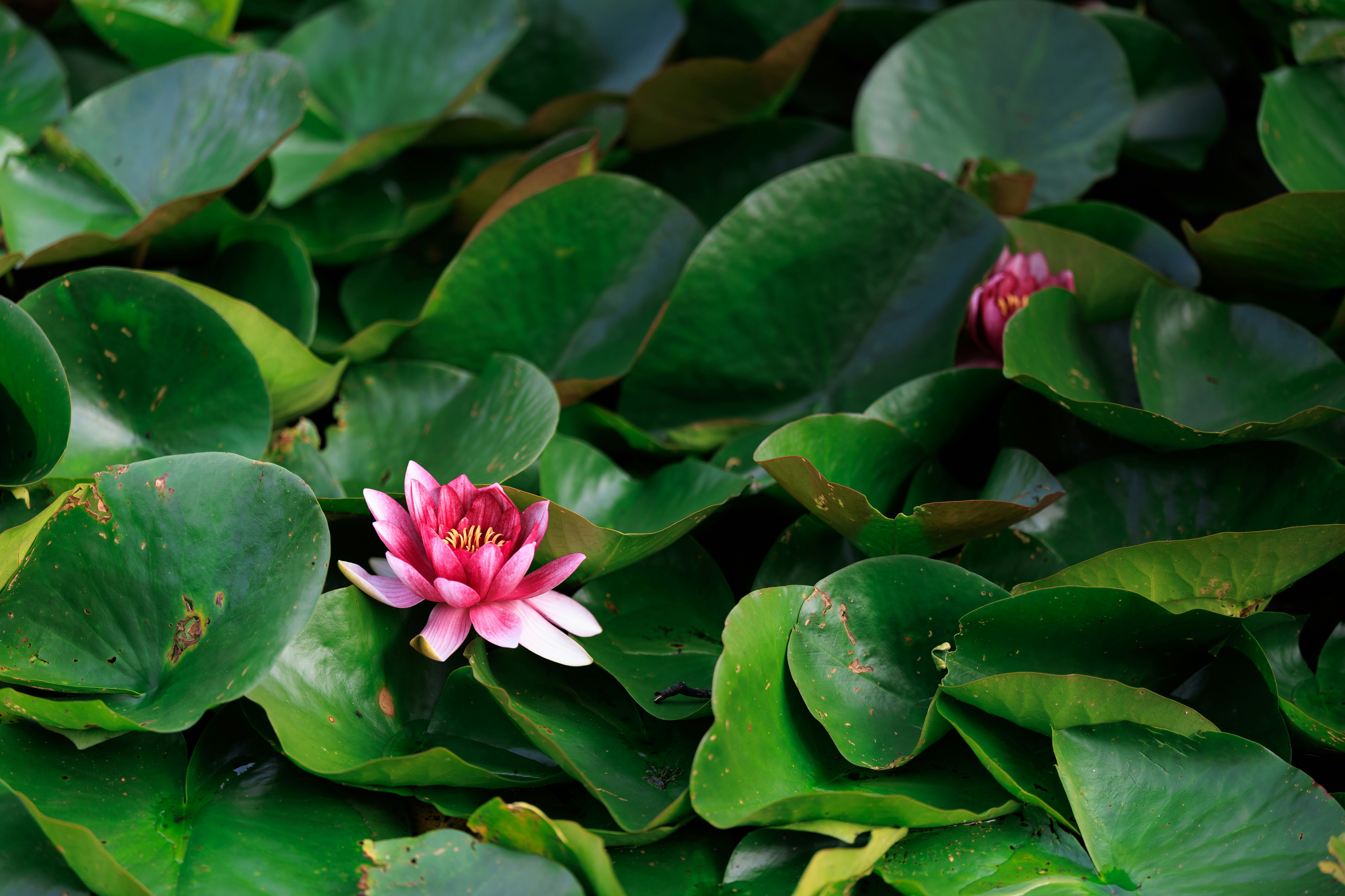 Pink Water Lily Amid Green Pads