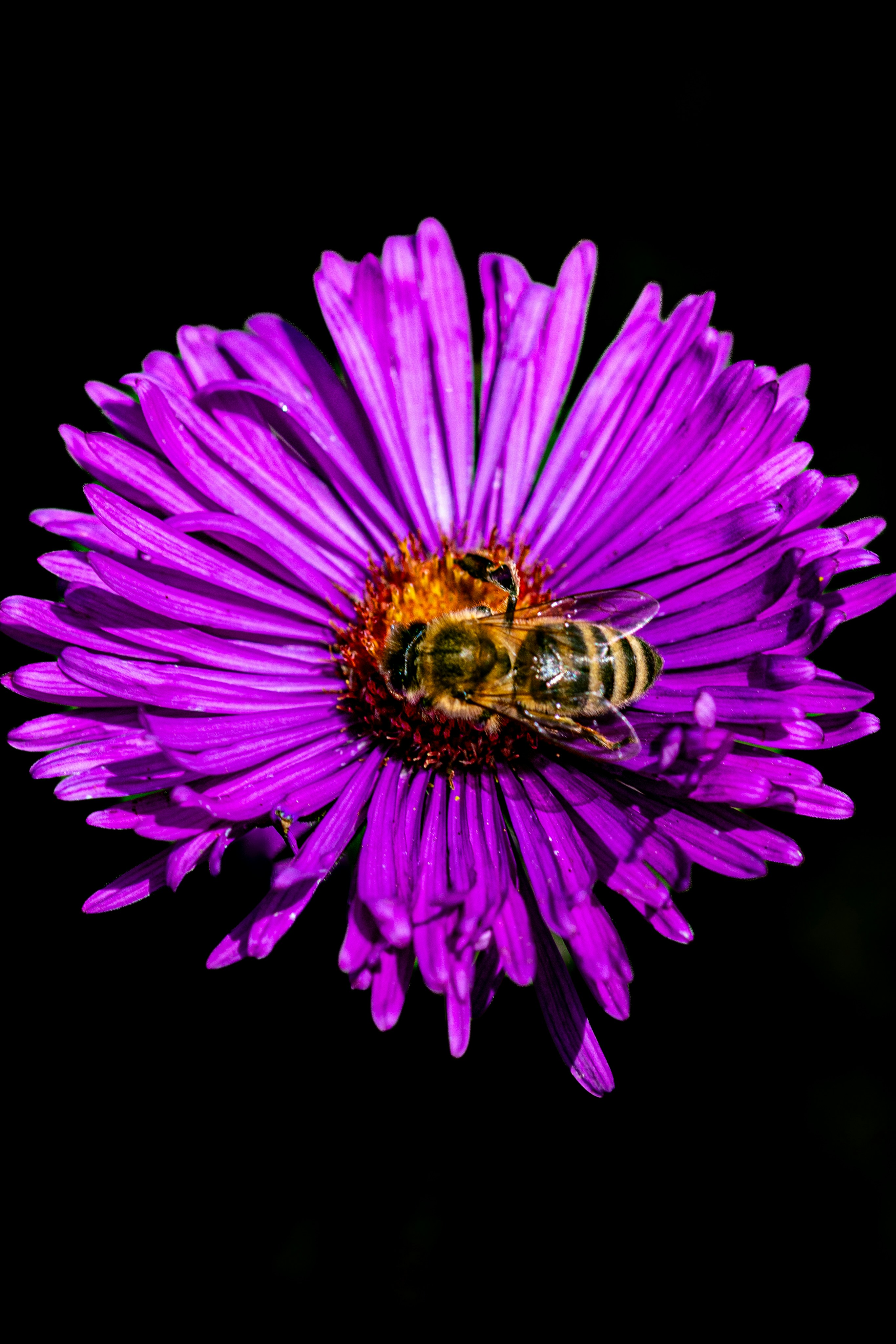 Pollinator’s Prism: A Bee at the Heart of a Violet Bloom