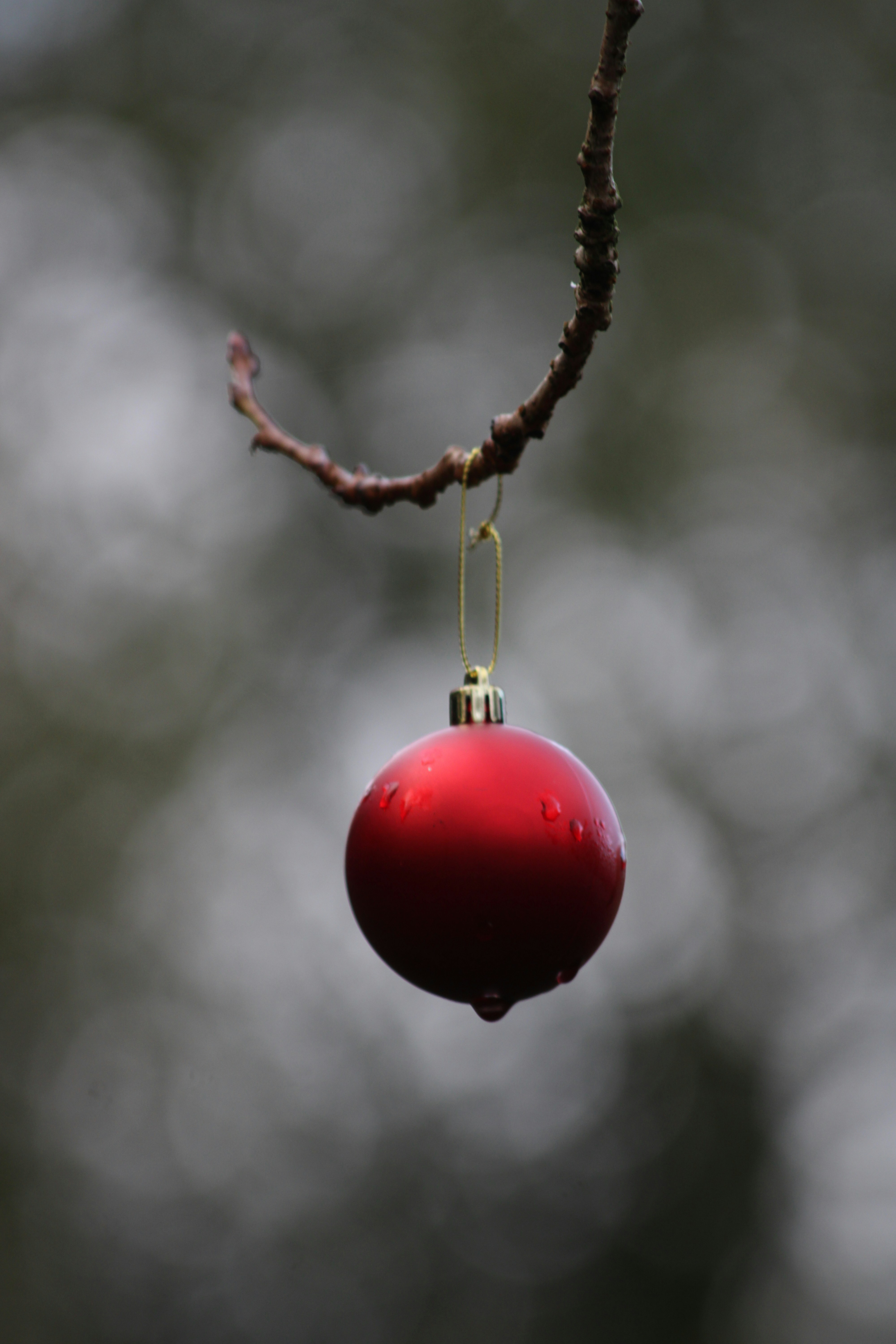 Red Ornament on a Bare Winter Branch