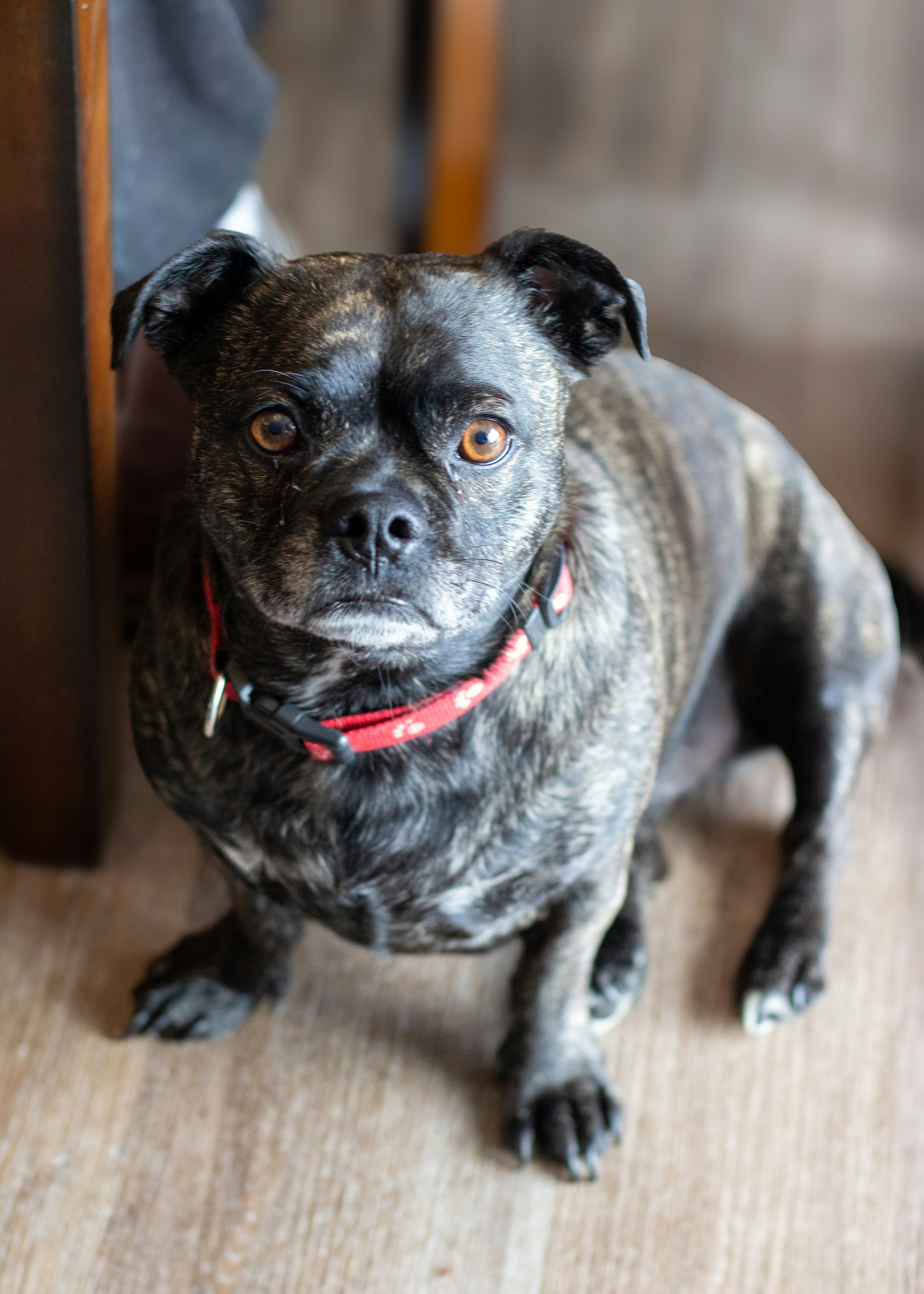 Brindle dog with red collar sits on wooden floor, gazing upward with warm amber eyes in an indoor setting.