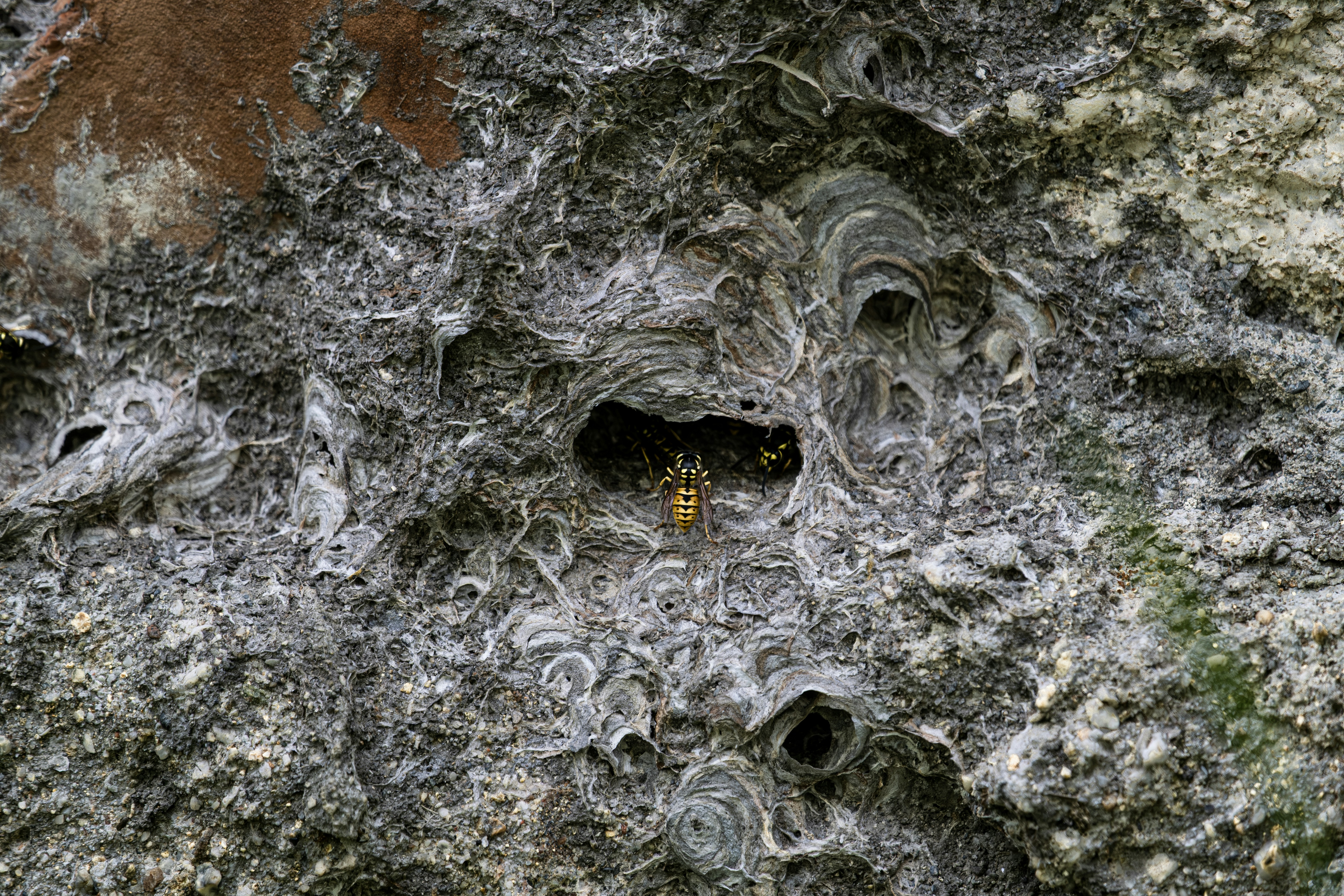 Small wasp peeks from a dark crevice in rugged limestone, its yellow-and-black body contrasting with the textured rock.