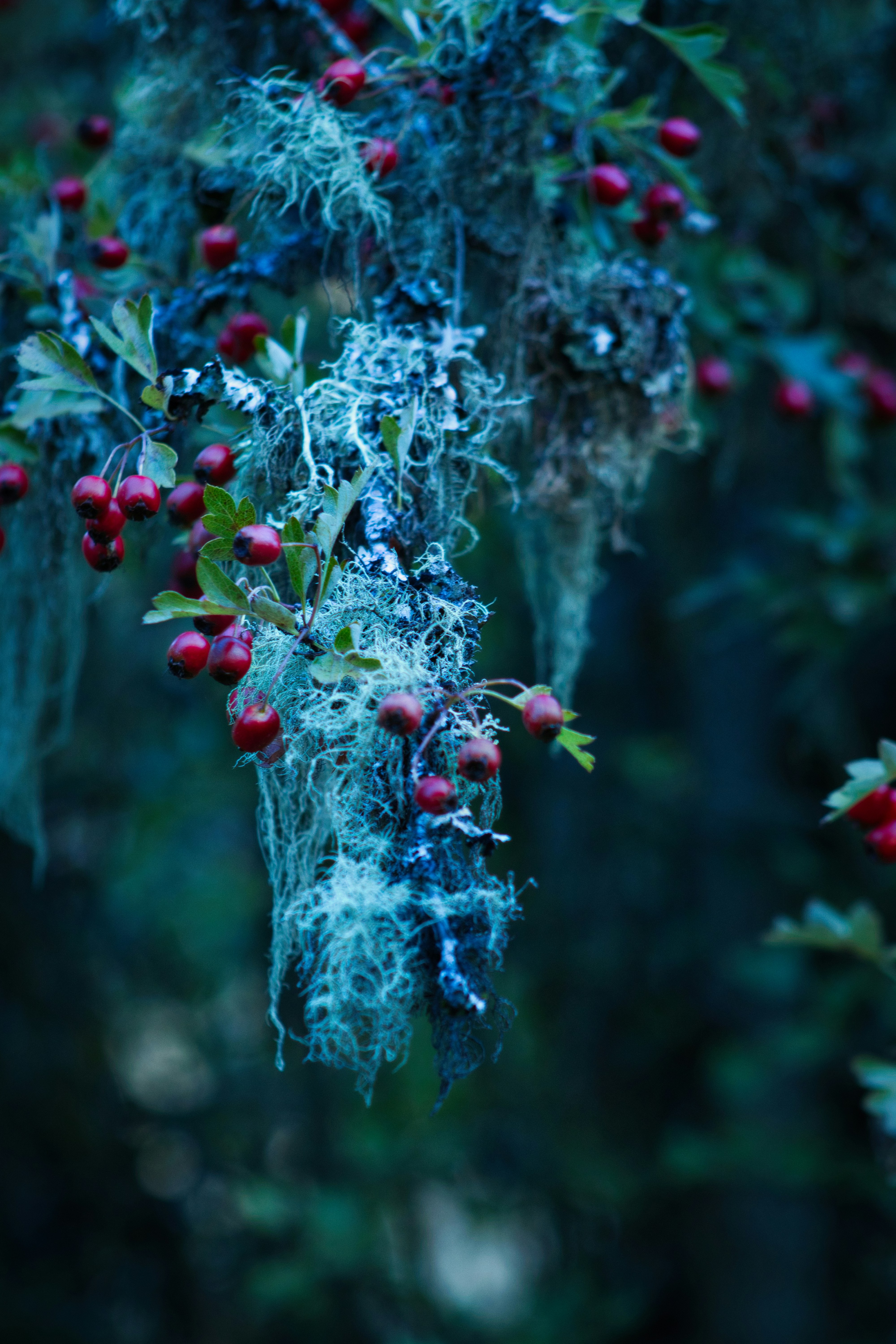 Bleached Moss and Red Berries: A Quiet Tangle of Autumn
