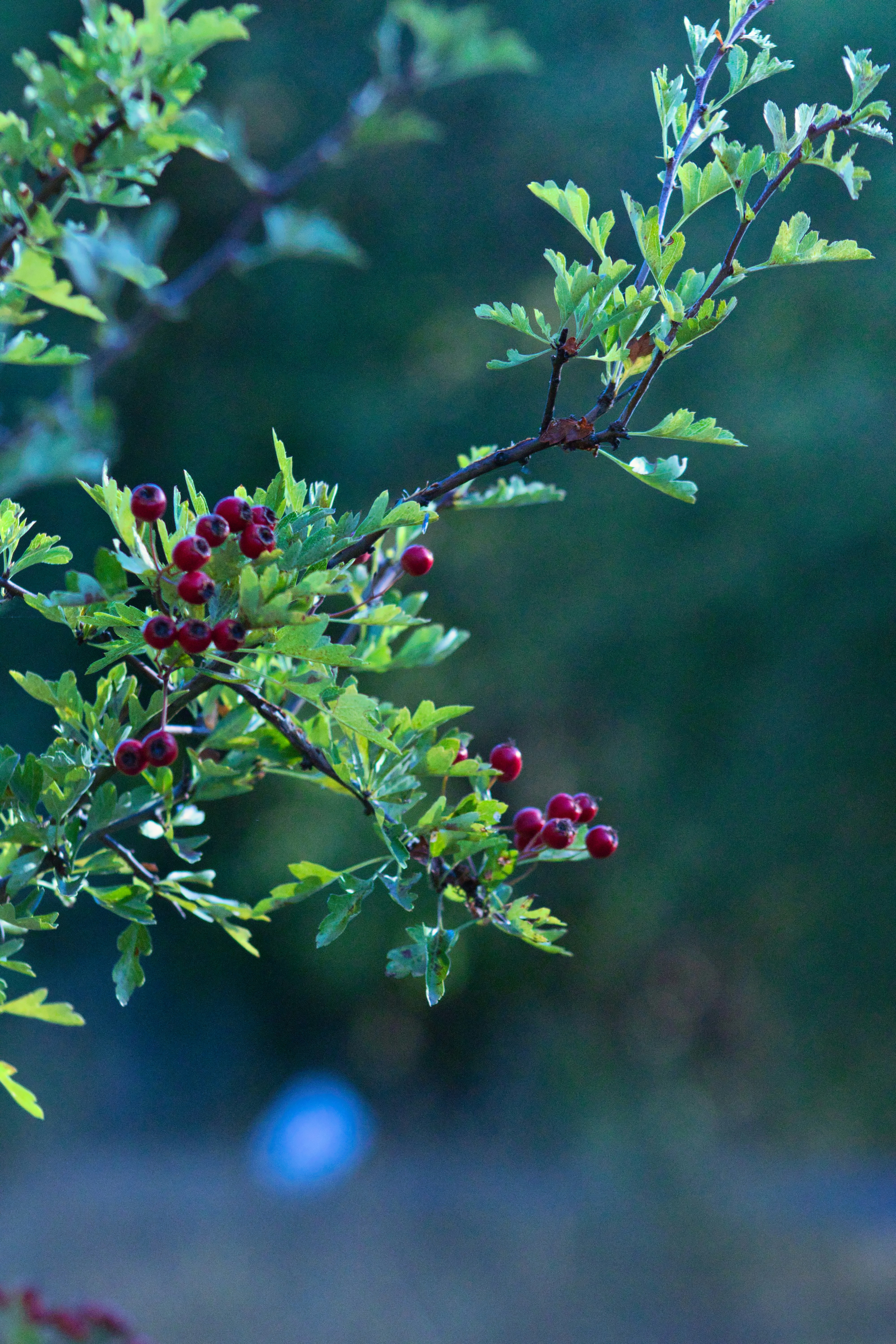 Red berry branch in soft-focus garden backdrop
