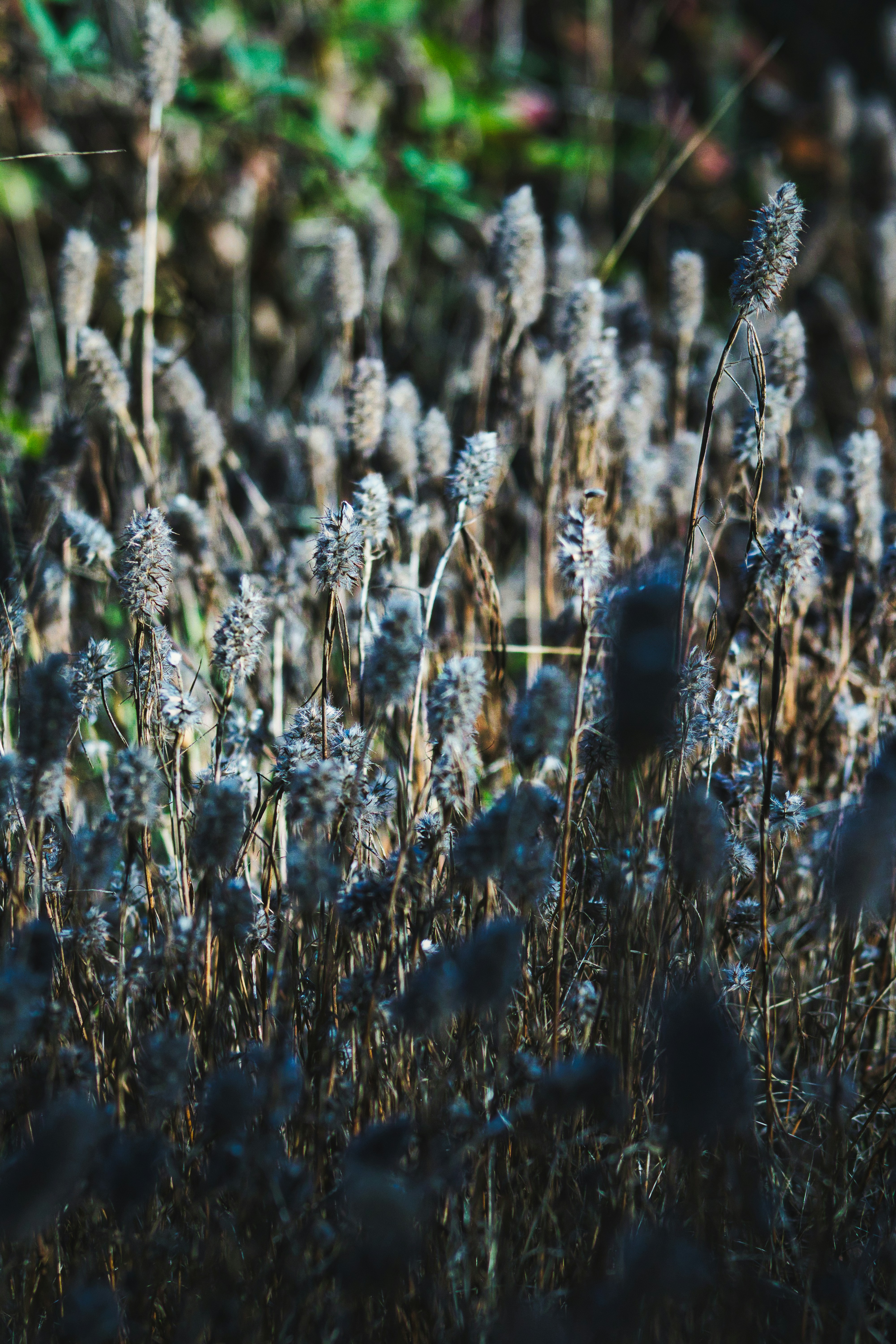 Field of Ghostly Heads: Moonlit Seed Heads in a Meadow
