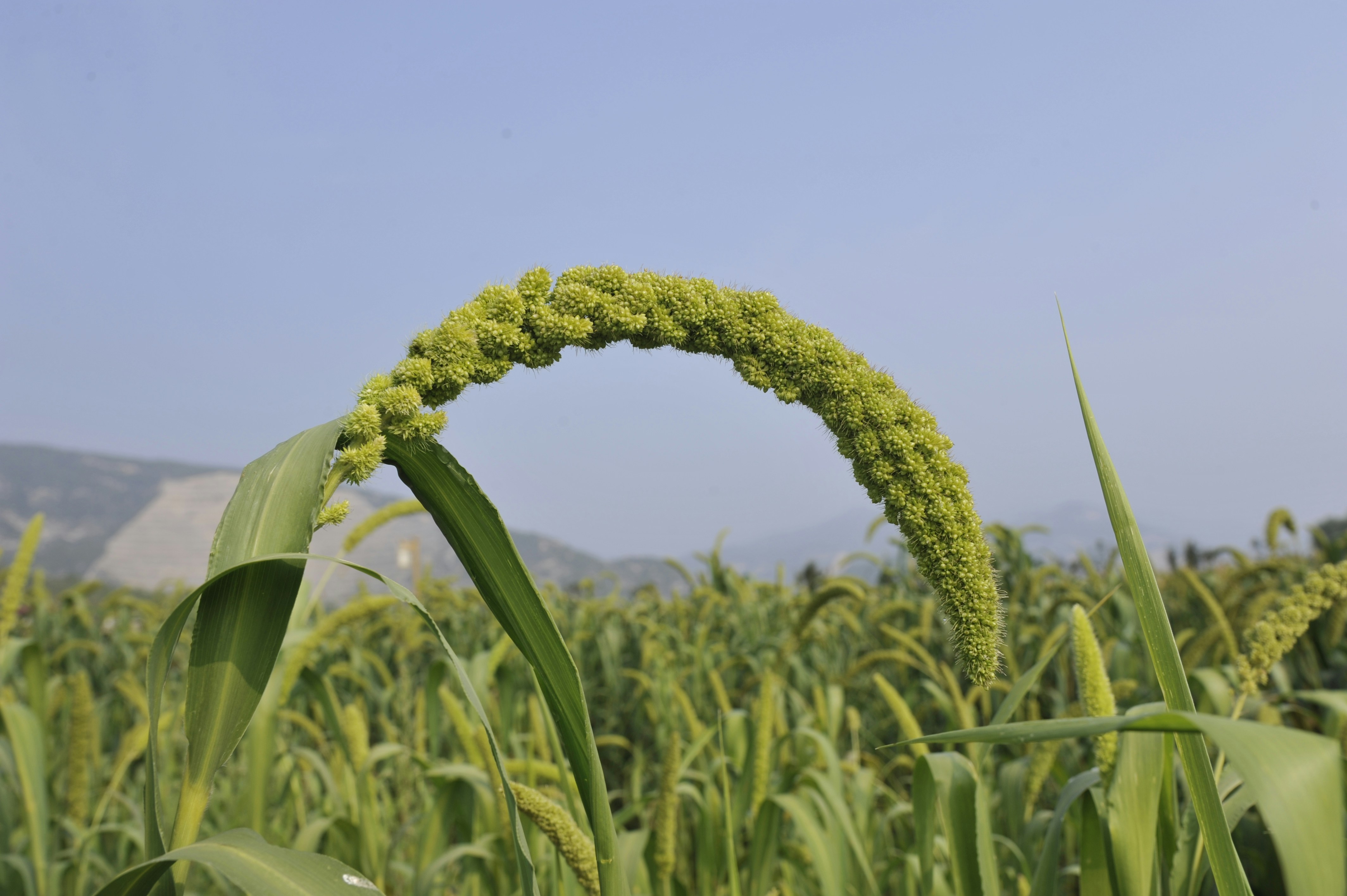 Dense cornfield with a curved tassel in the foreground against a clear sky.