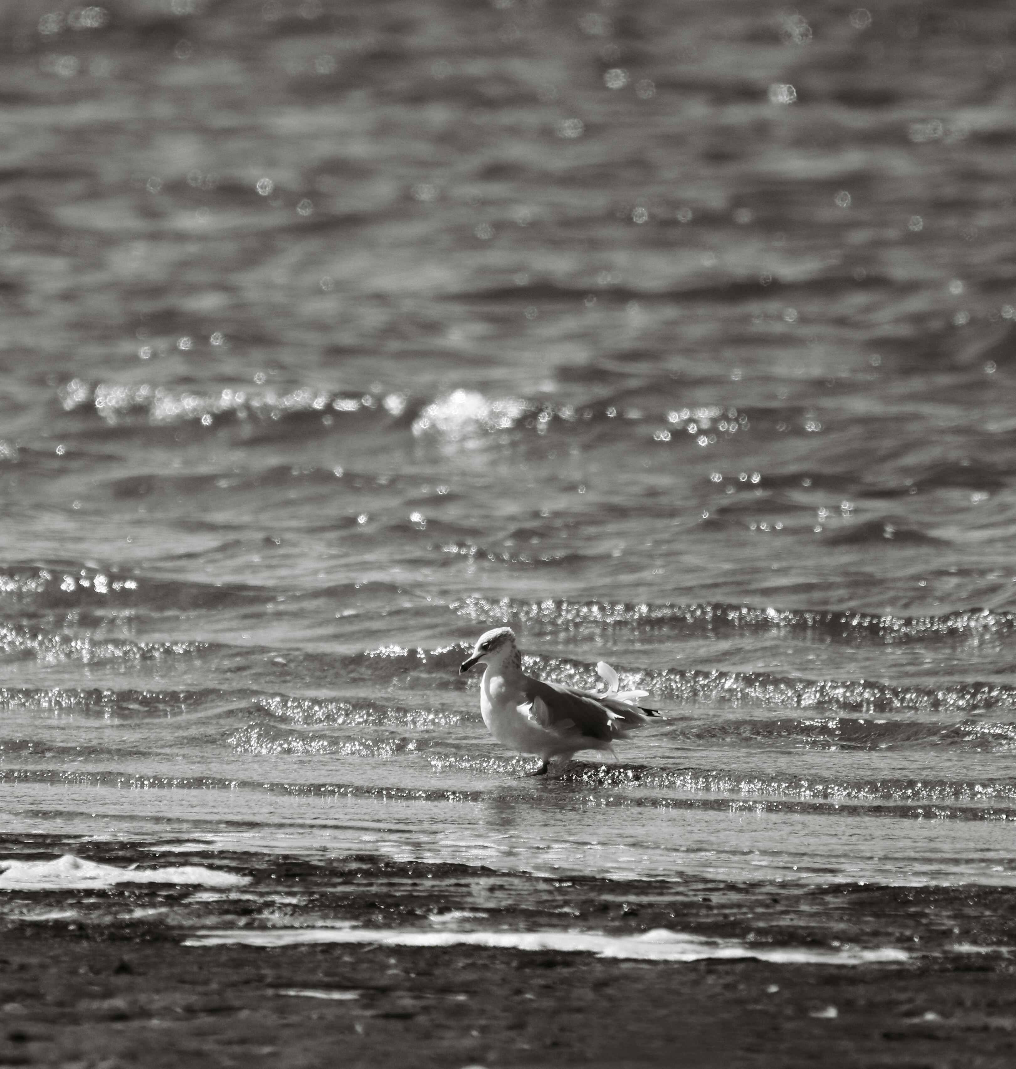 Seabird in Gentle Ripples: A Silent Moment on the Tides