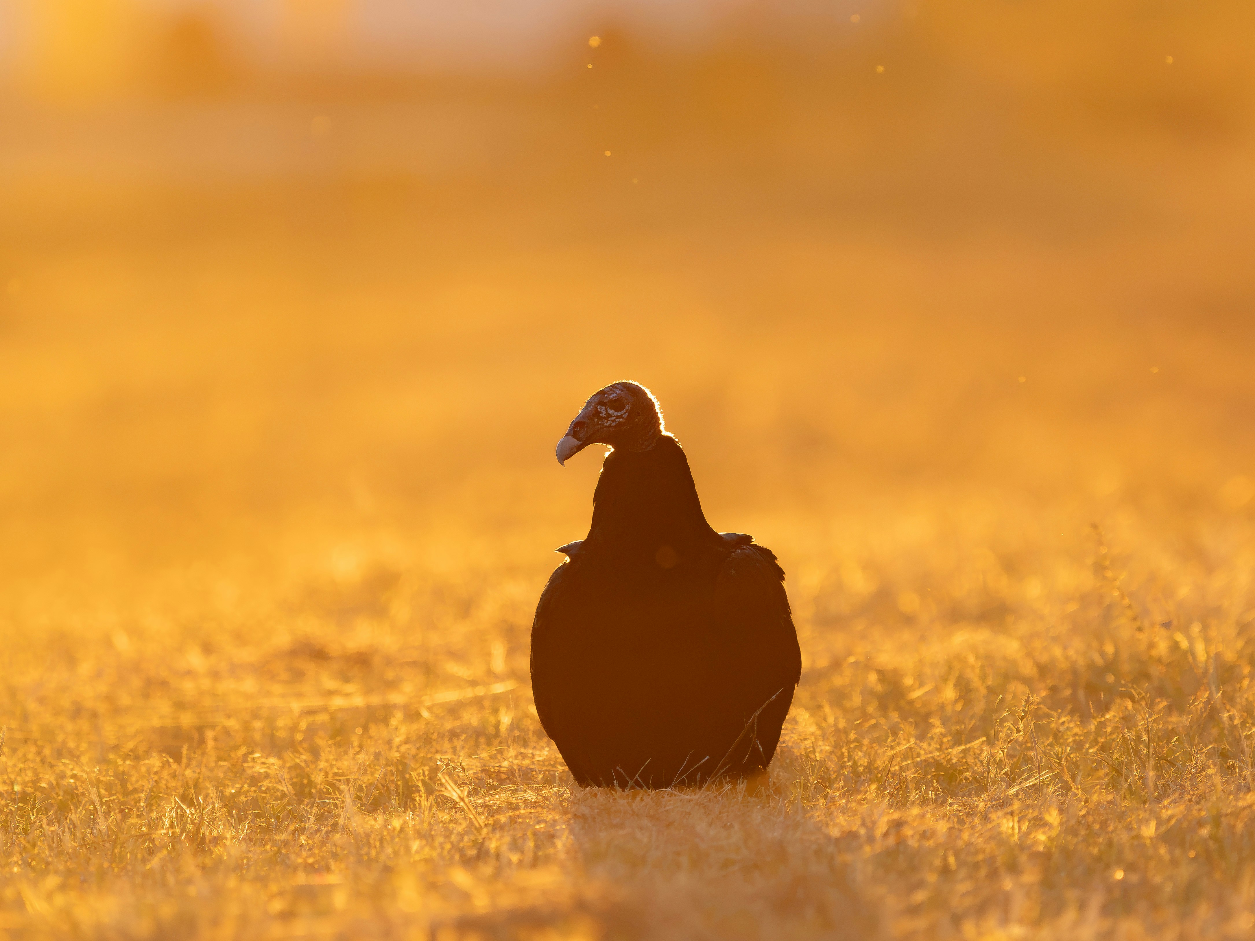 Turkey vulture photographed in warm golden hour light, resting and moving through a natural grassy habitat.