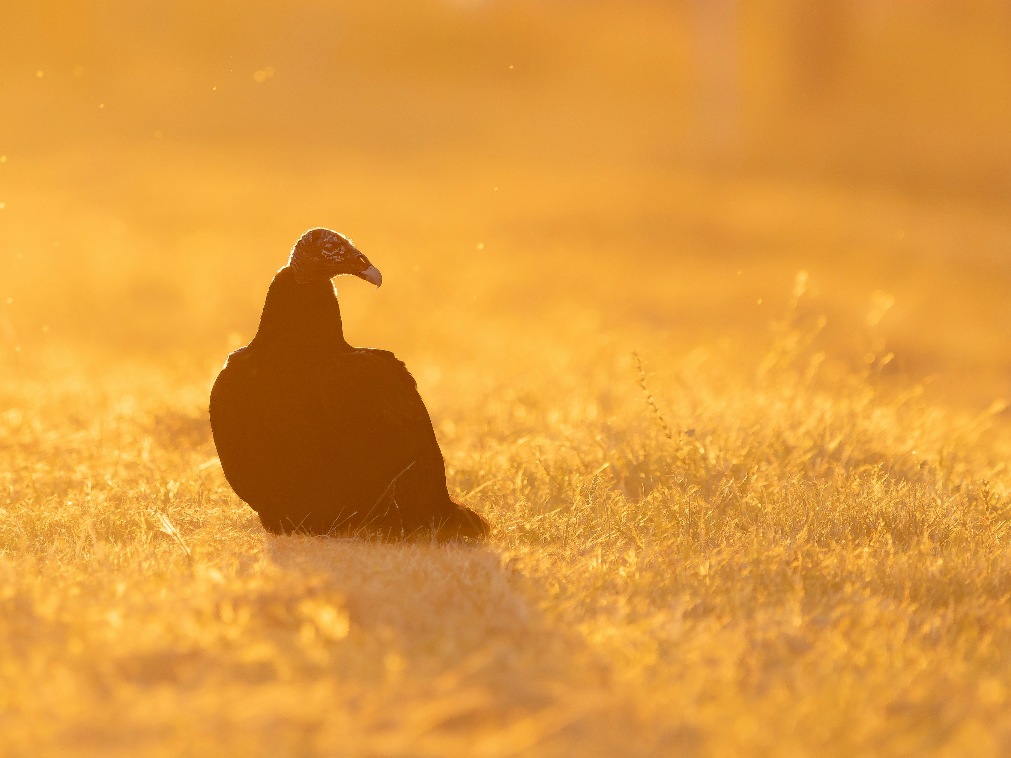 Turkey vulture photographed in warm golden hour light, resting and moving through a natural grassy habitat.