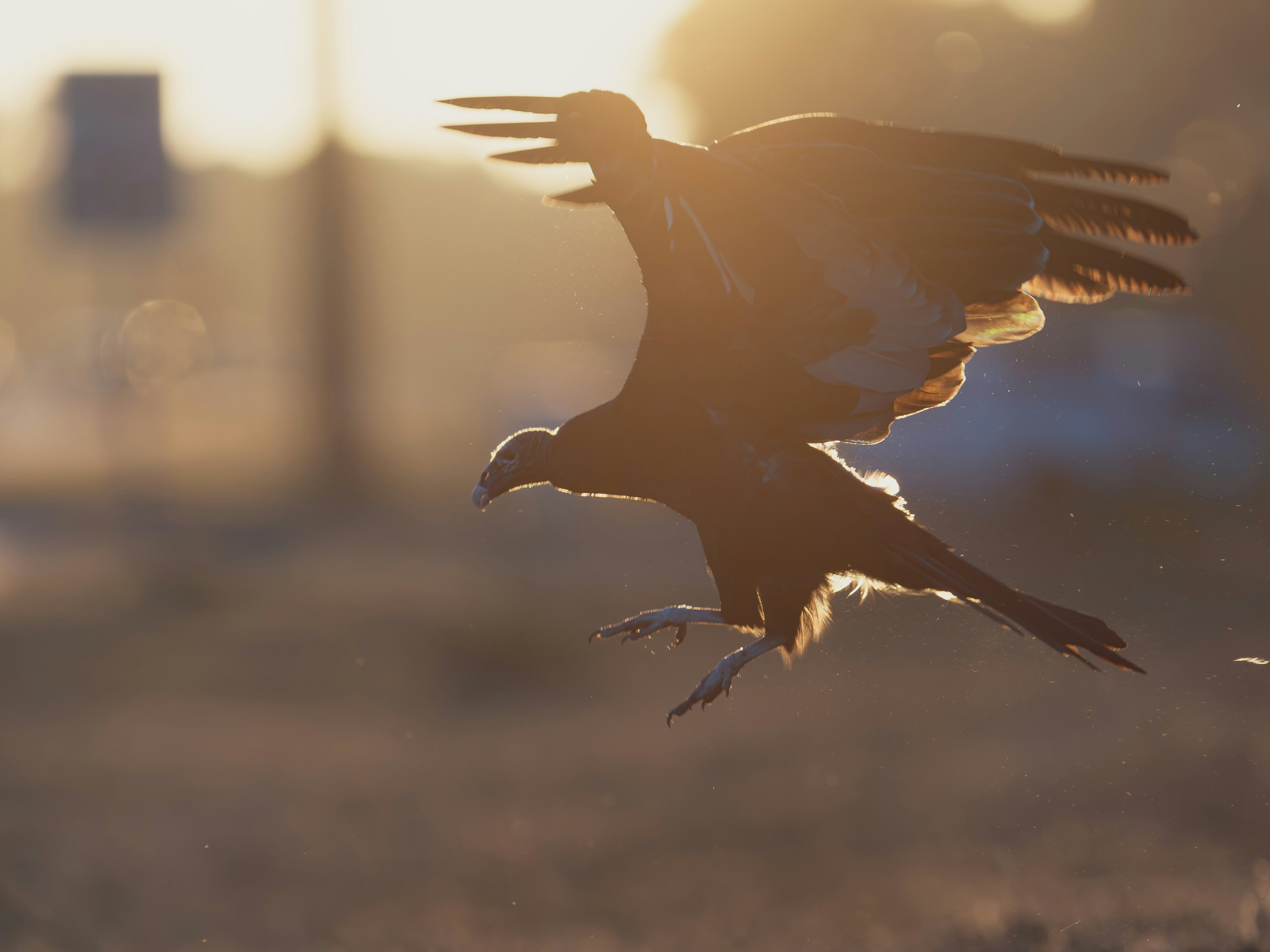 Turkey vulture photographed in warm golden hour light, resting and moving through a natural grassy habitat.