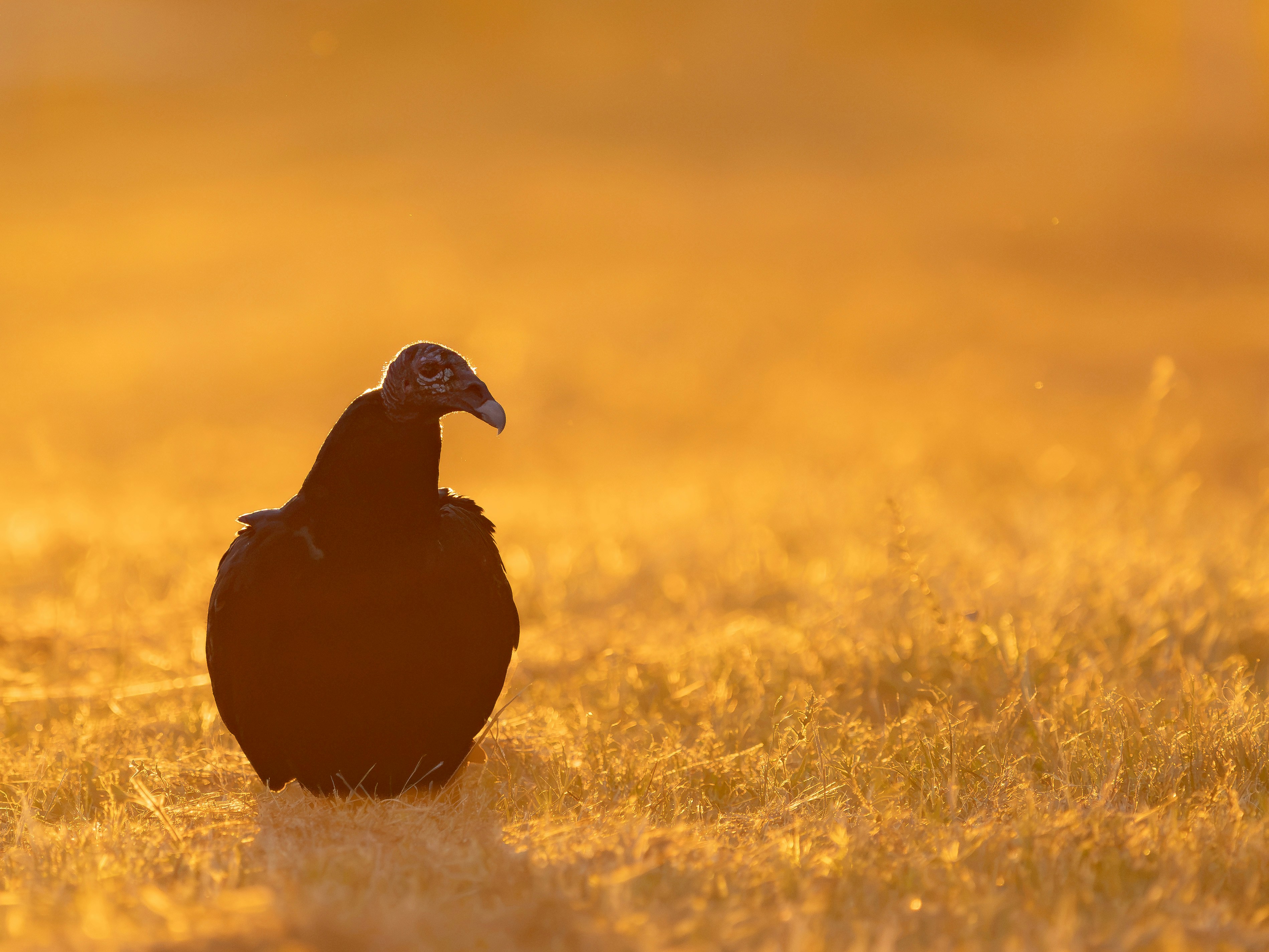 Turkey vulture photographed in warm golden hour light, resting and moving through a natural grassy habitat.