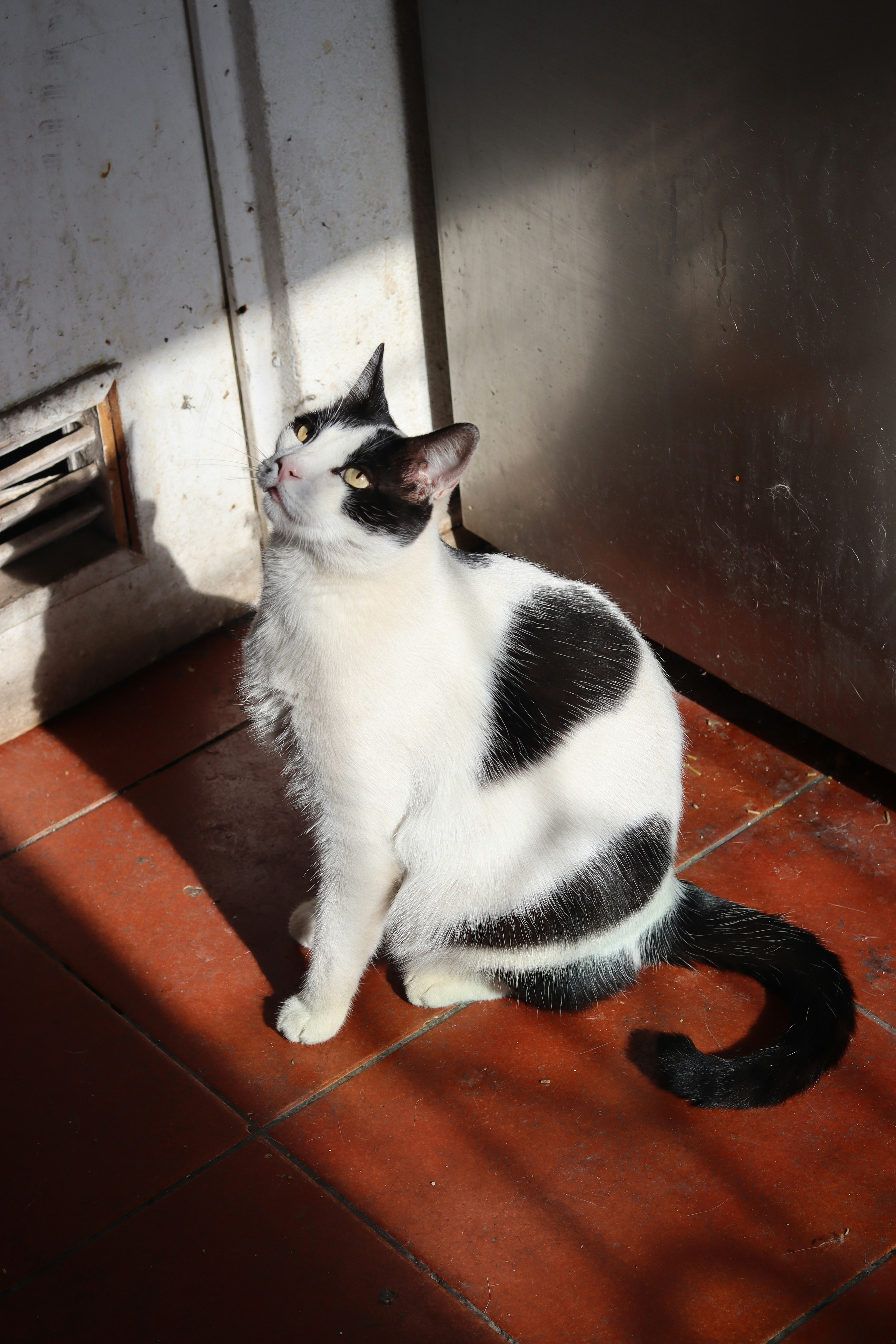 Sunlit Ash: A Curious Cat in a Warm Kitchen