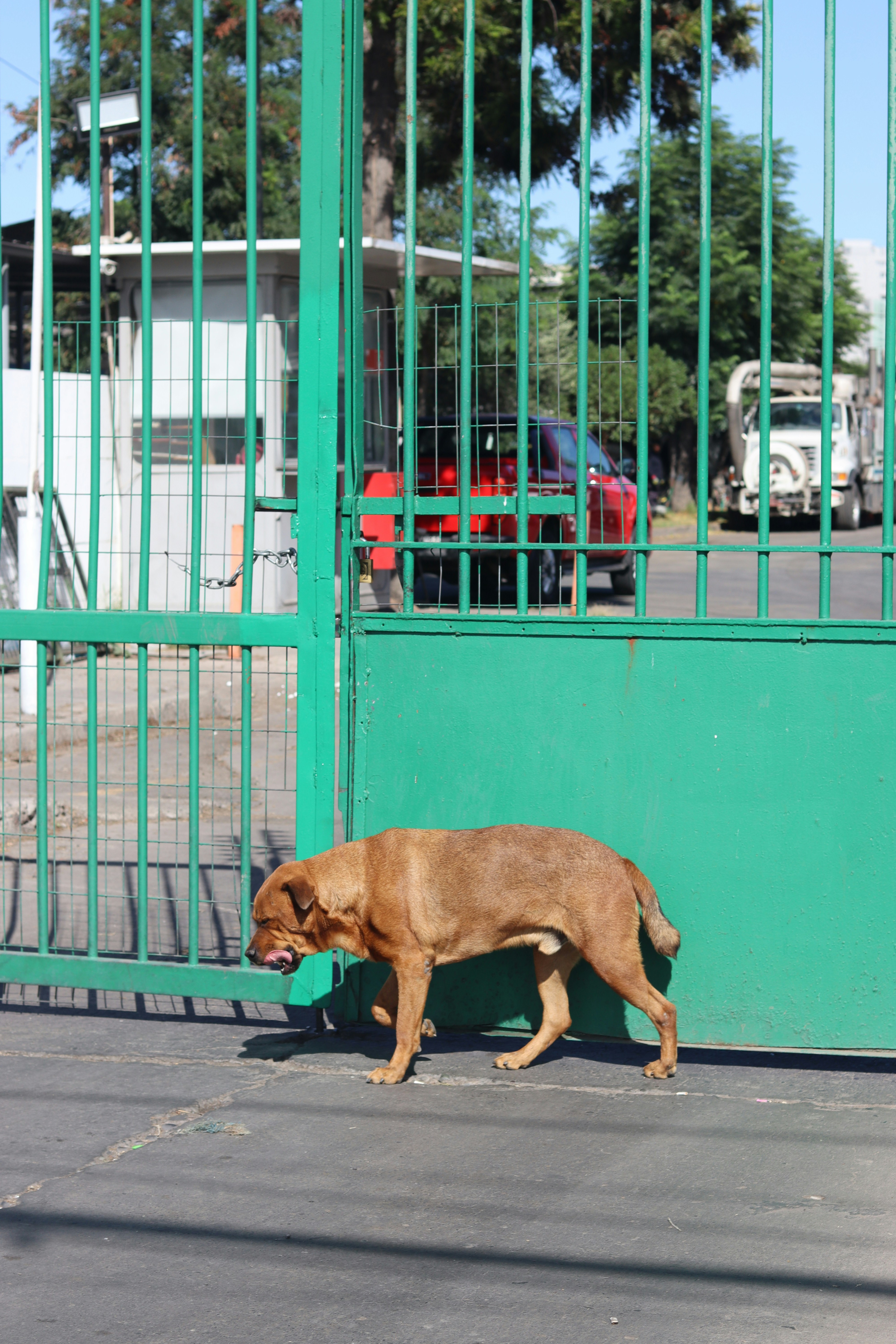 The Gatekeeper on the Street: A Street-Scene with a Labrador