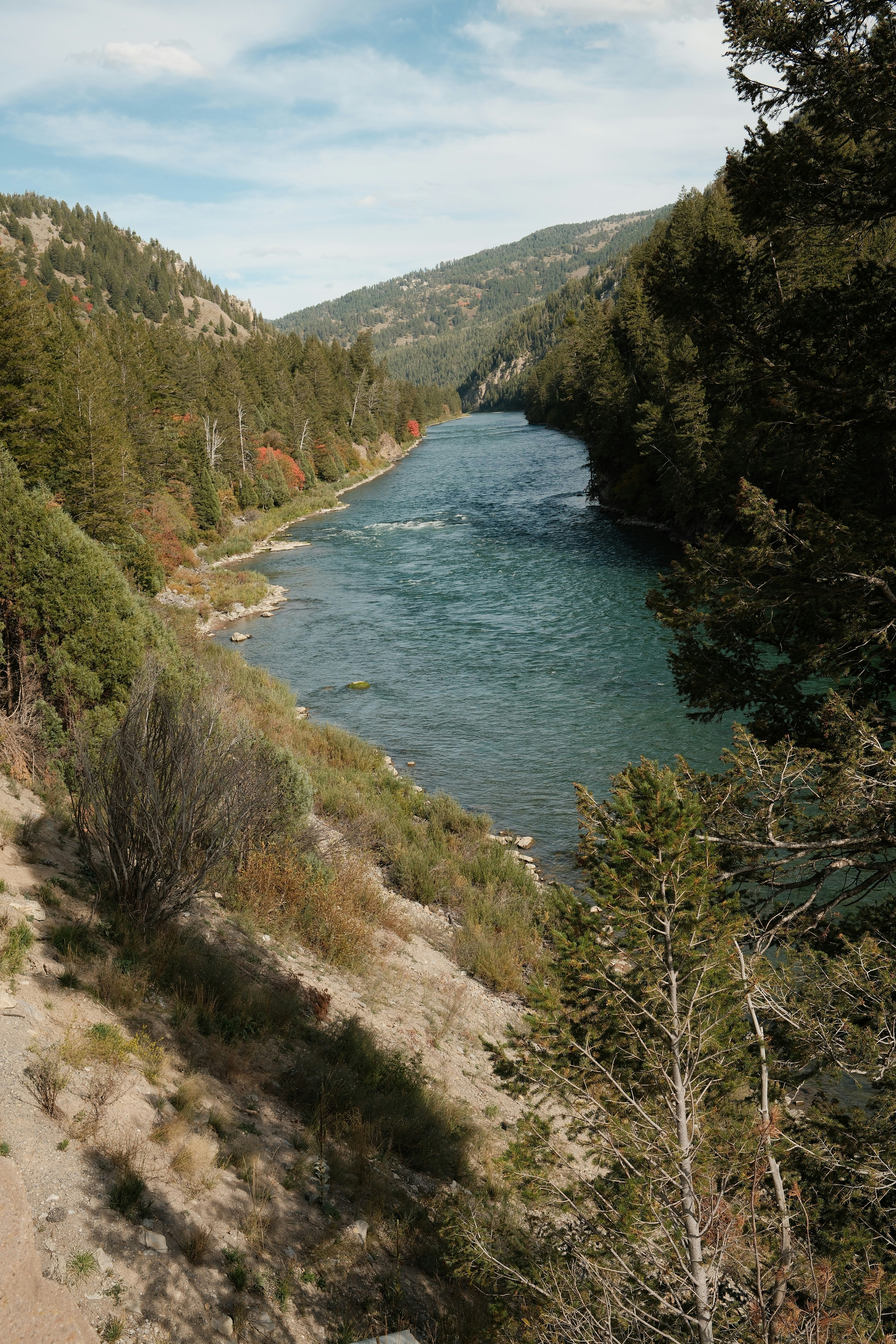 River Gorge Through the Pines: A Mountainine Corridor