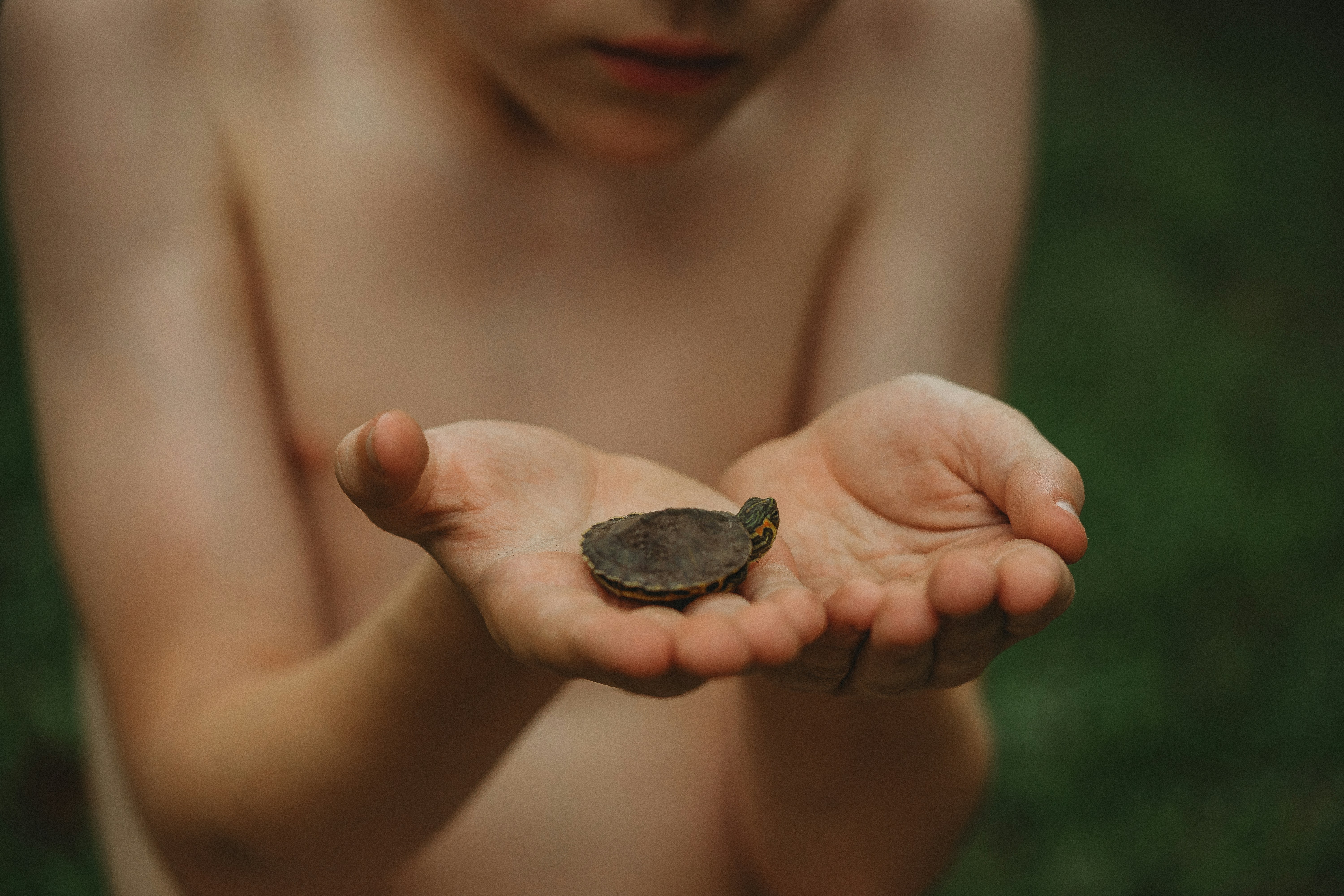 Tiny Hoard, Big Moment: A Child Presents a Leaf-Ted Turtle Moment