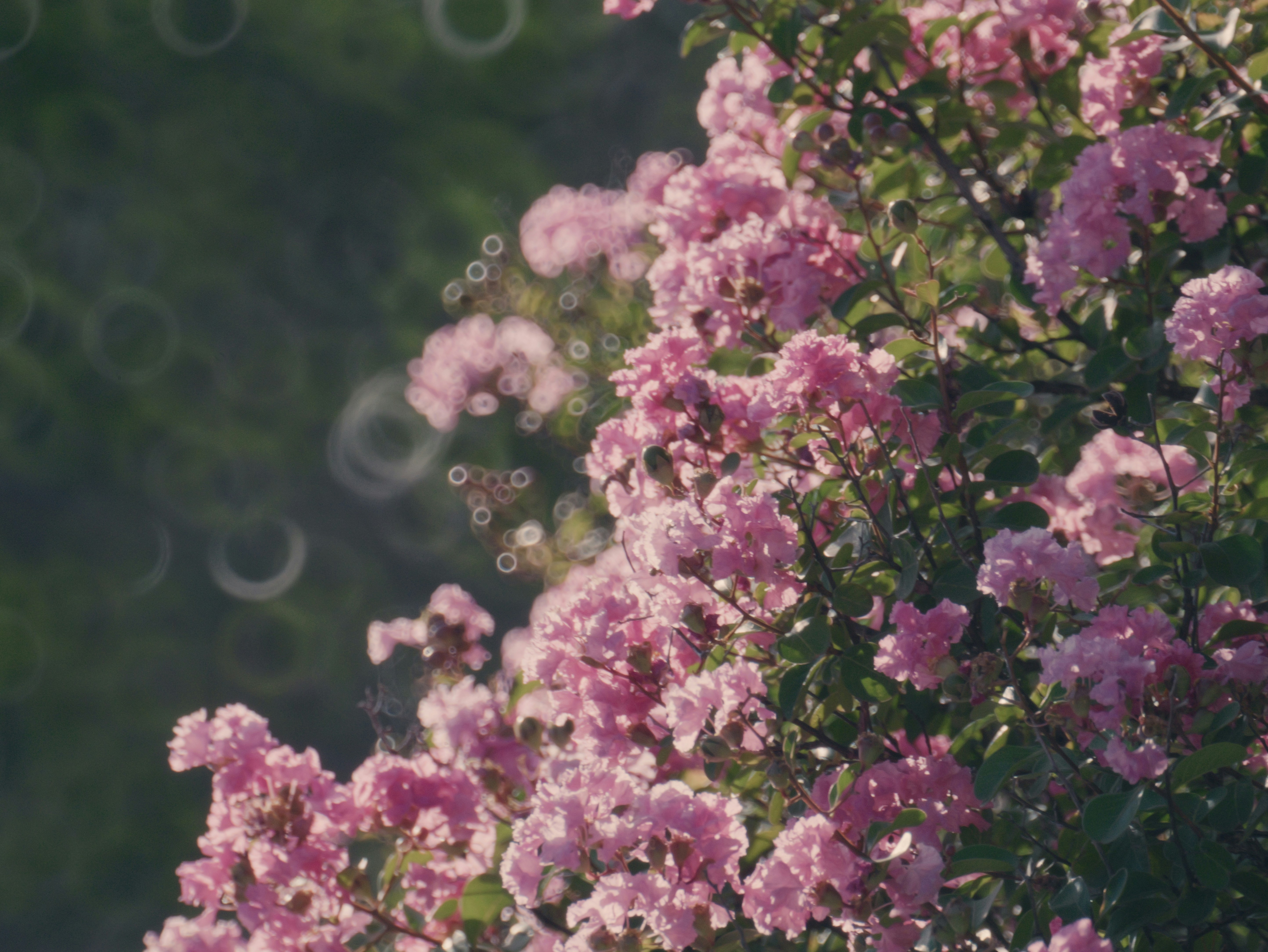Pink Hydrangea Bloom Field in Soft Bokeh