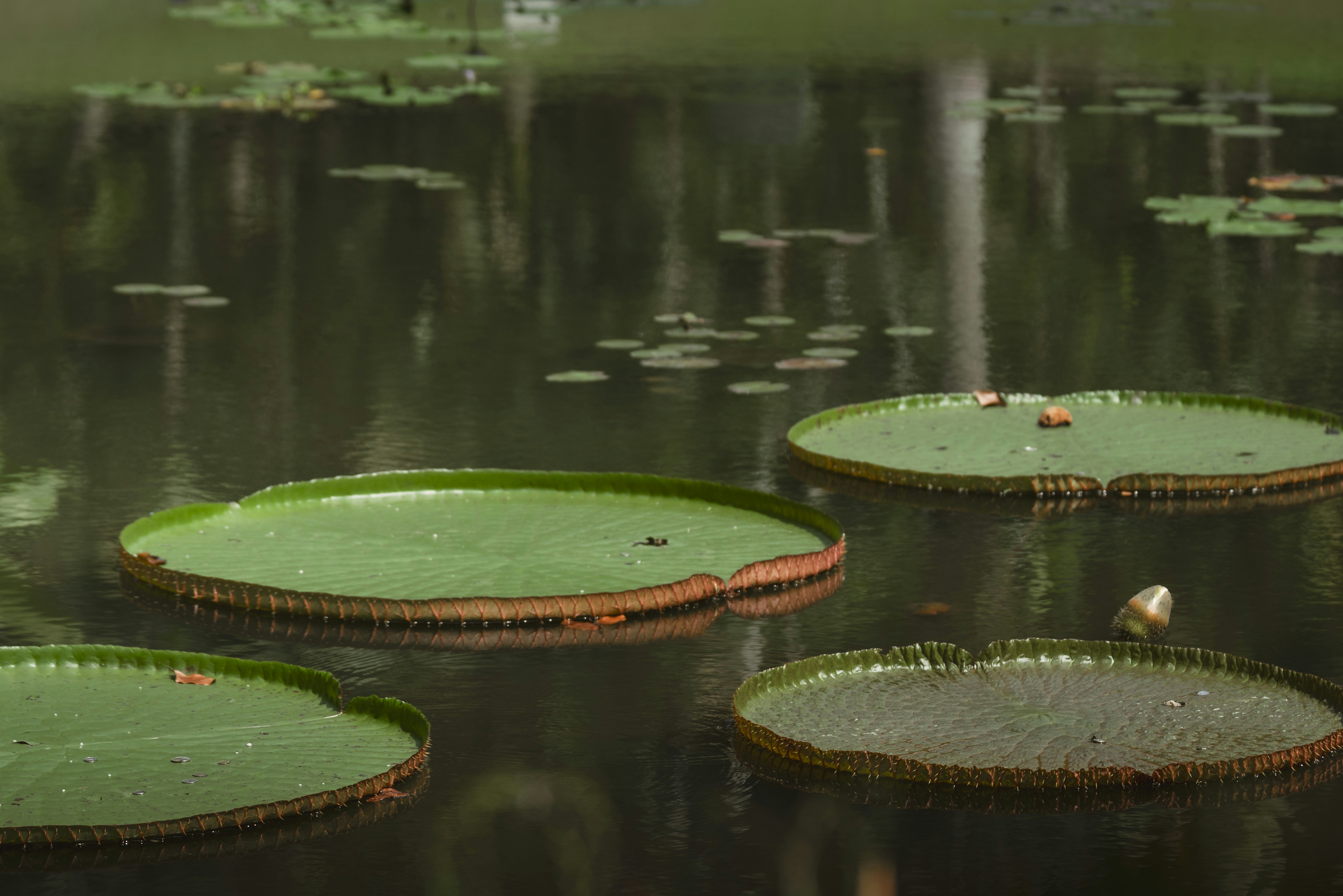 Floating Circles: Lilies on a Quiet Pond
