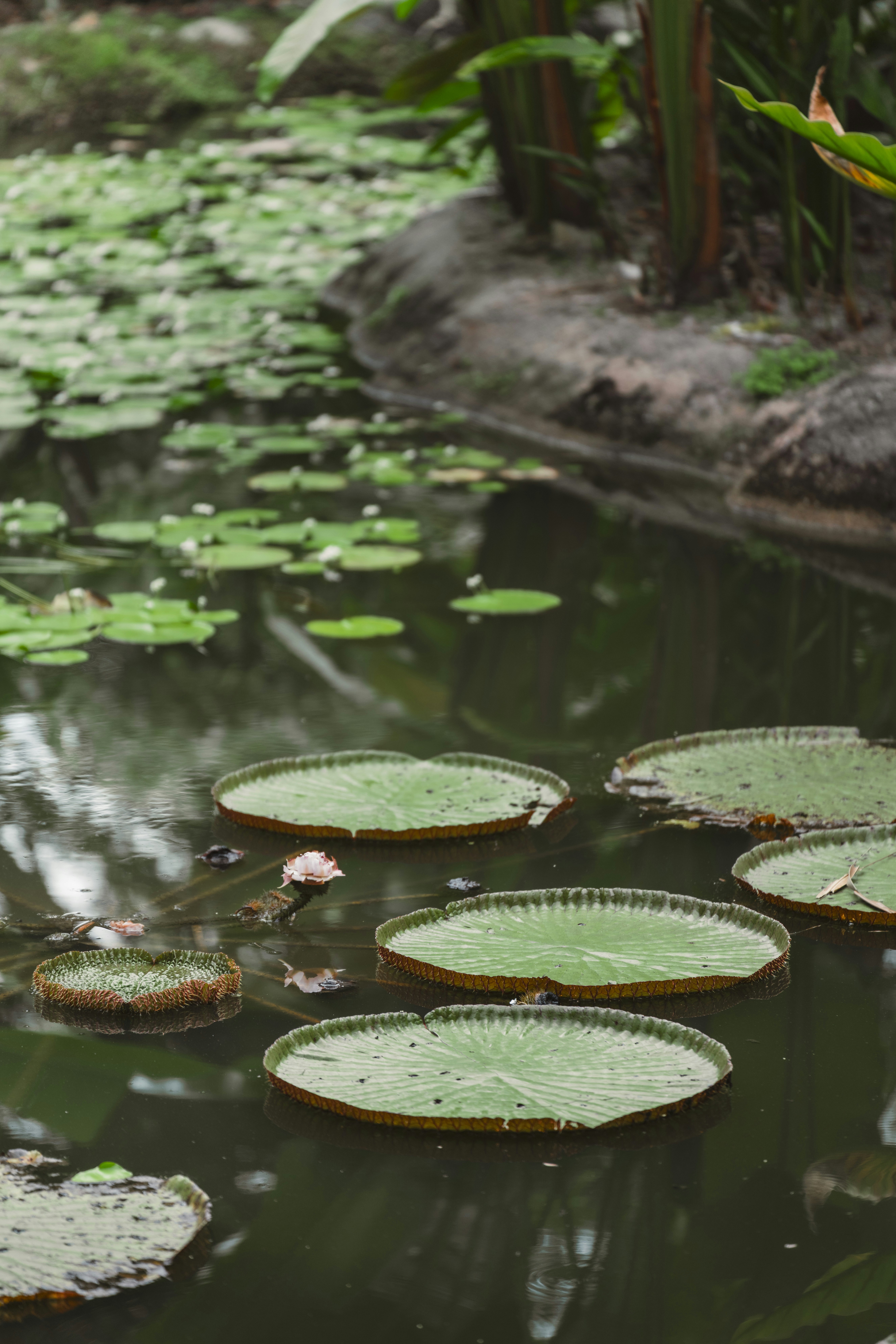 Lilypad Echoes: Quiet Pond in a Tropical Garden