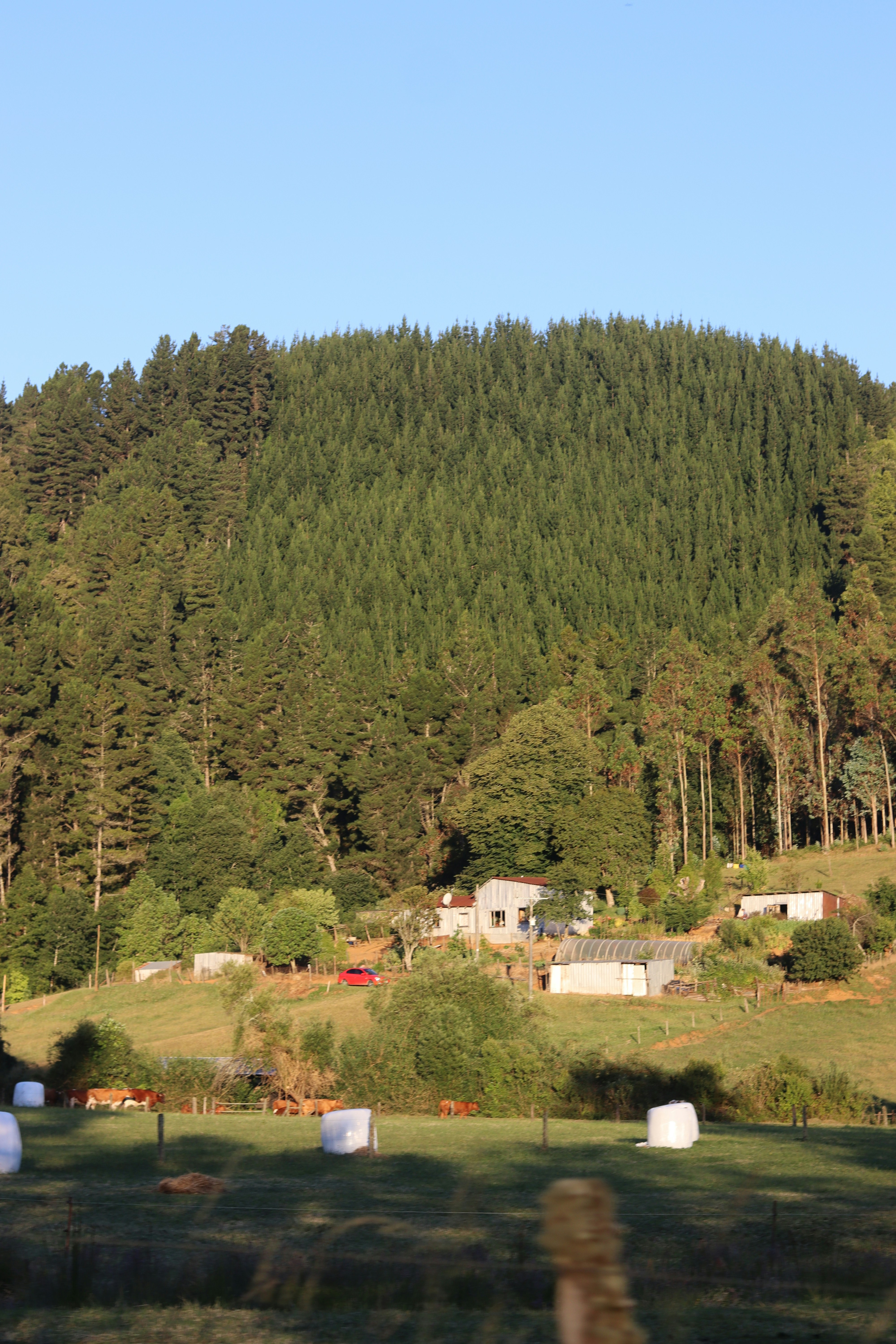 Sunlit Farm Beneath a Conifer Crest