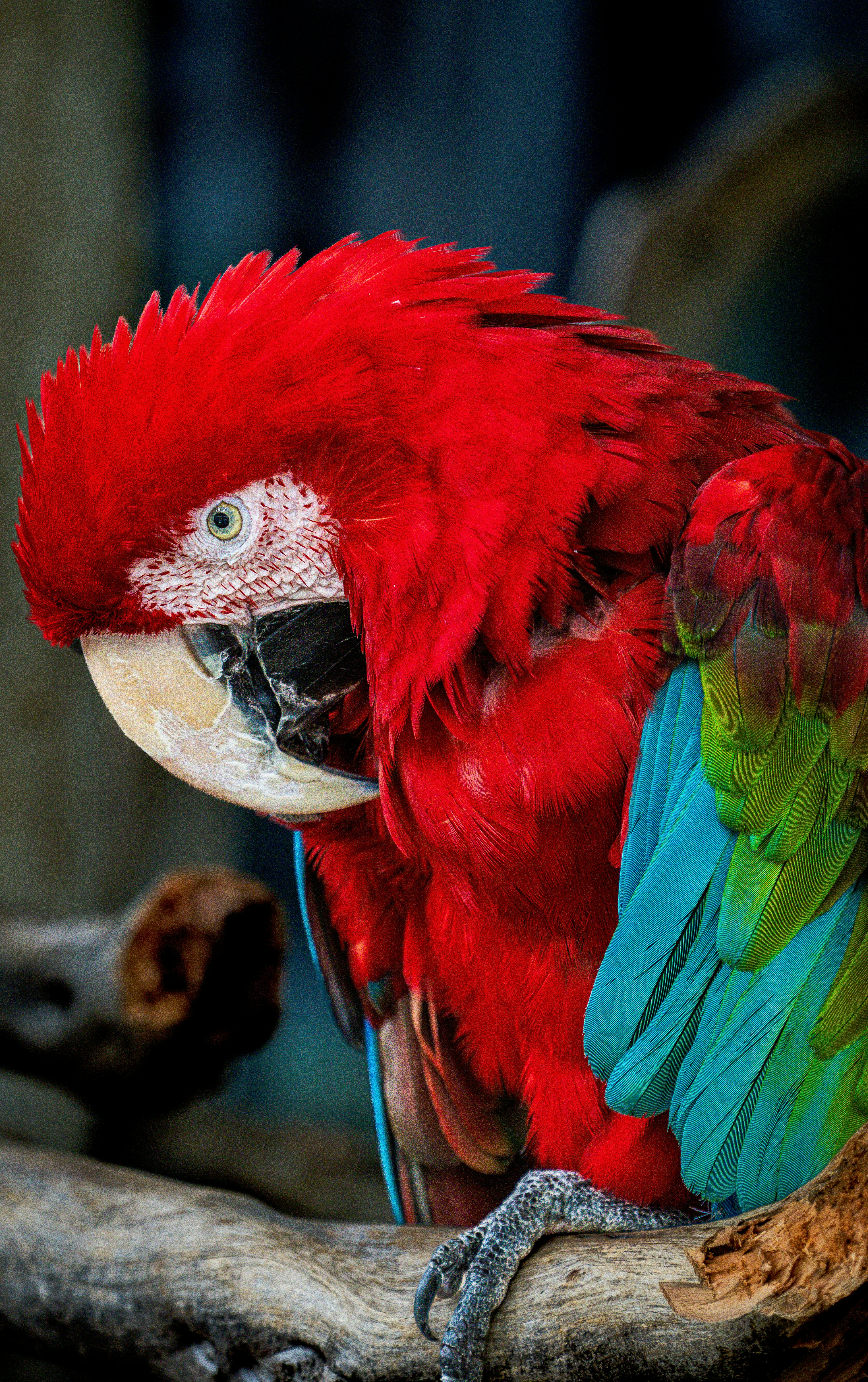 Crimson Crest: A Parrot’s Focused Gaze Amid Verdant Wings