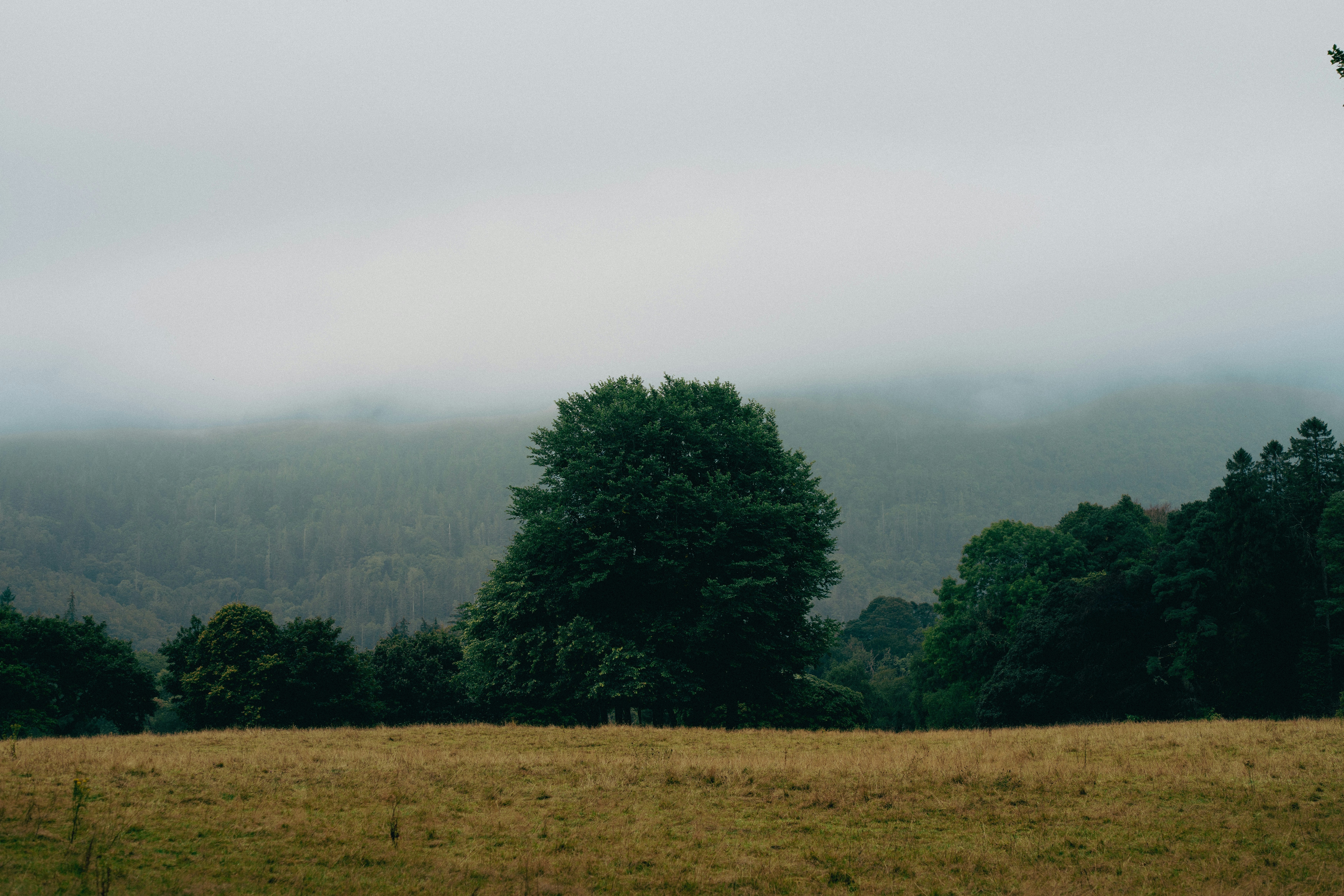 Open-field landscape with a solitary central tree under a misty, low-hanging cloud layer; distant hills blend into a soft horizon, conveying quiet rural mood. Photo is a natural-scene capture.