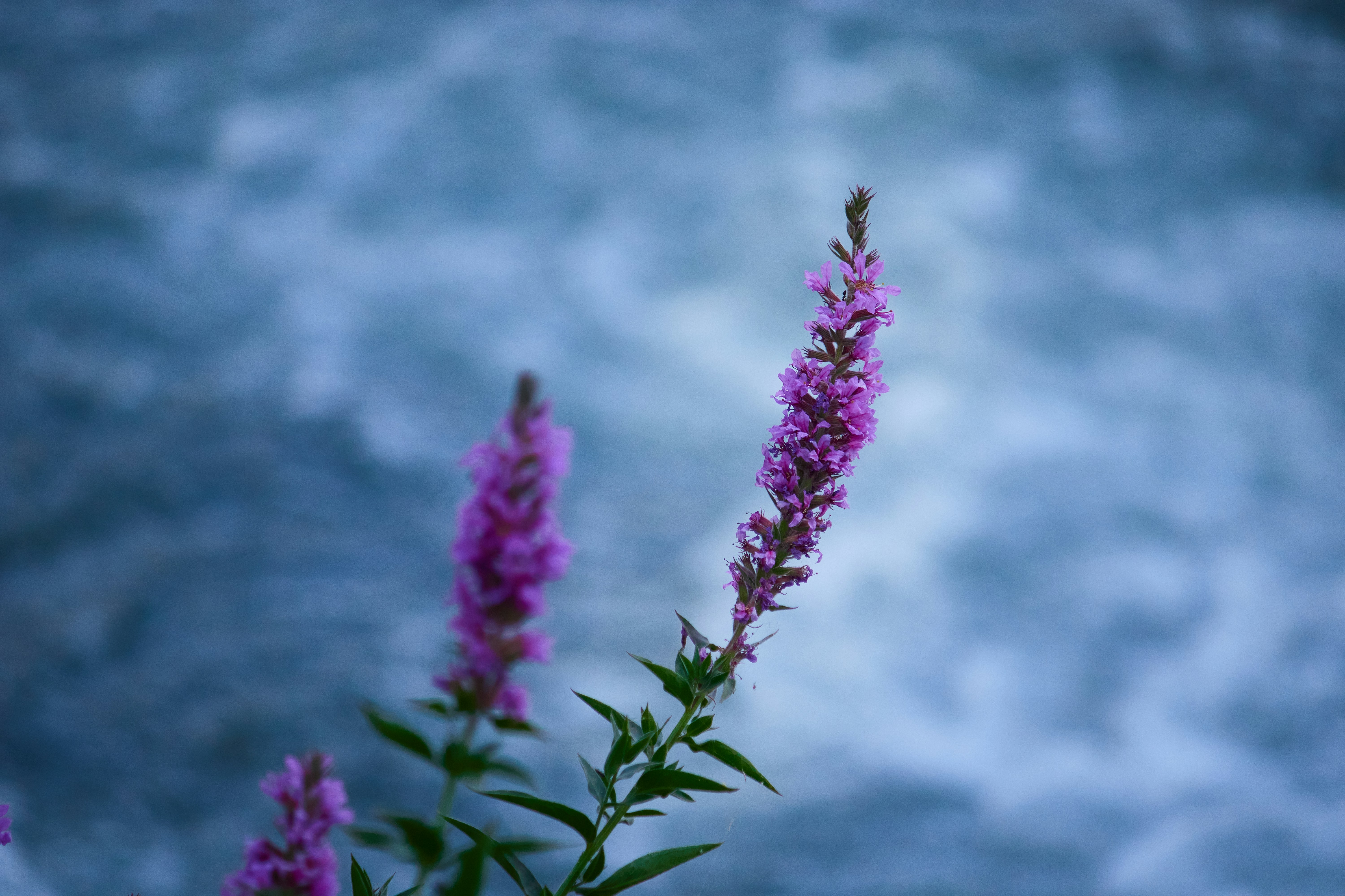 Purple spire reaches toward a restless sea of blue