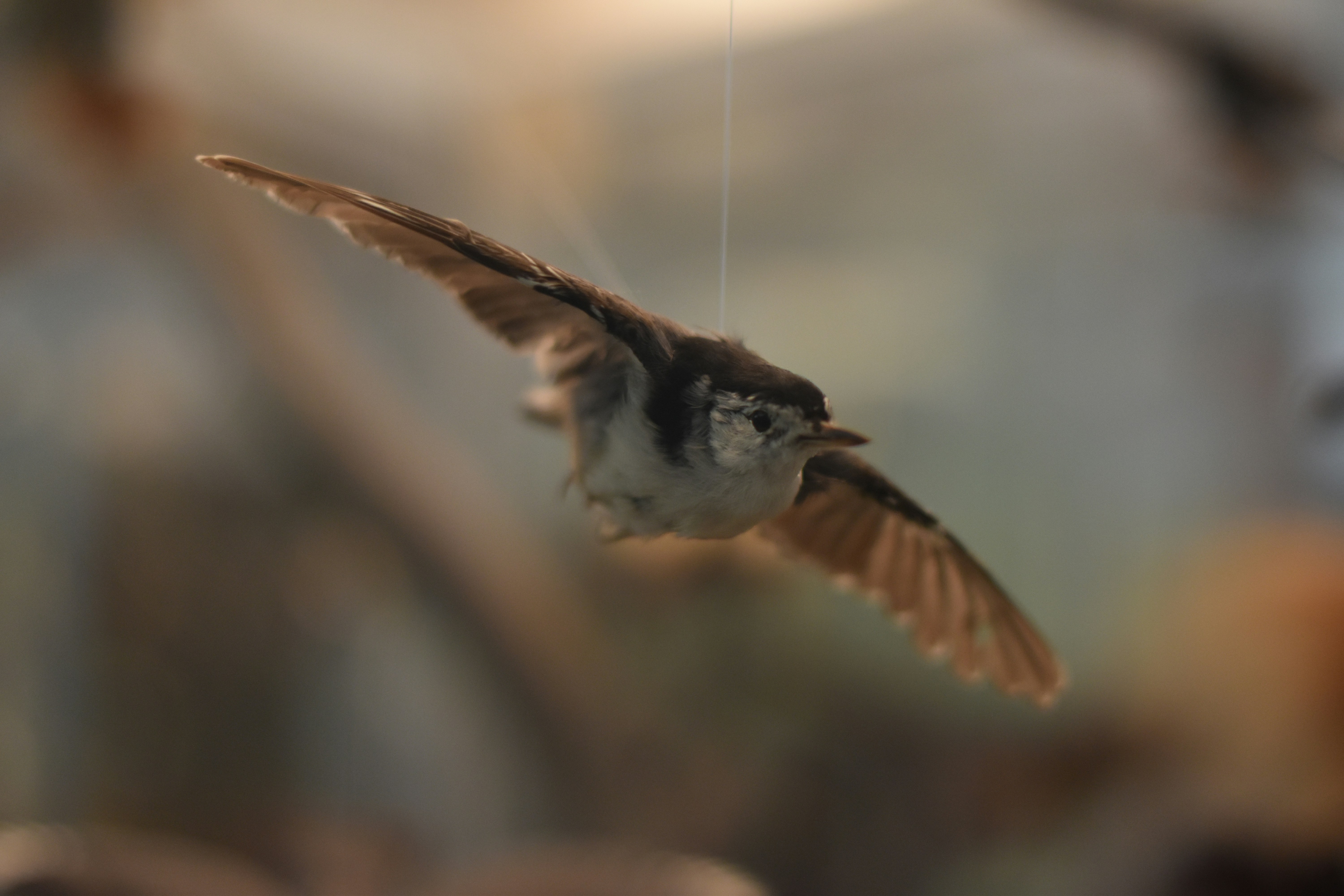 Wingbeat in a Glassy Moment: A Tiny Bird in Flight