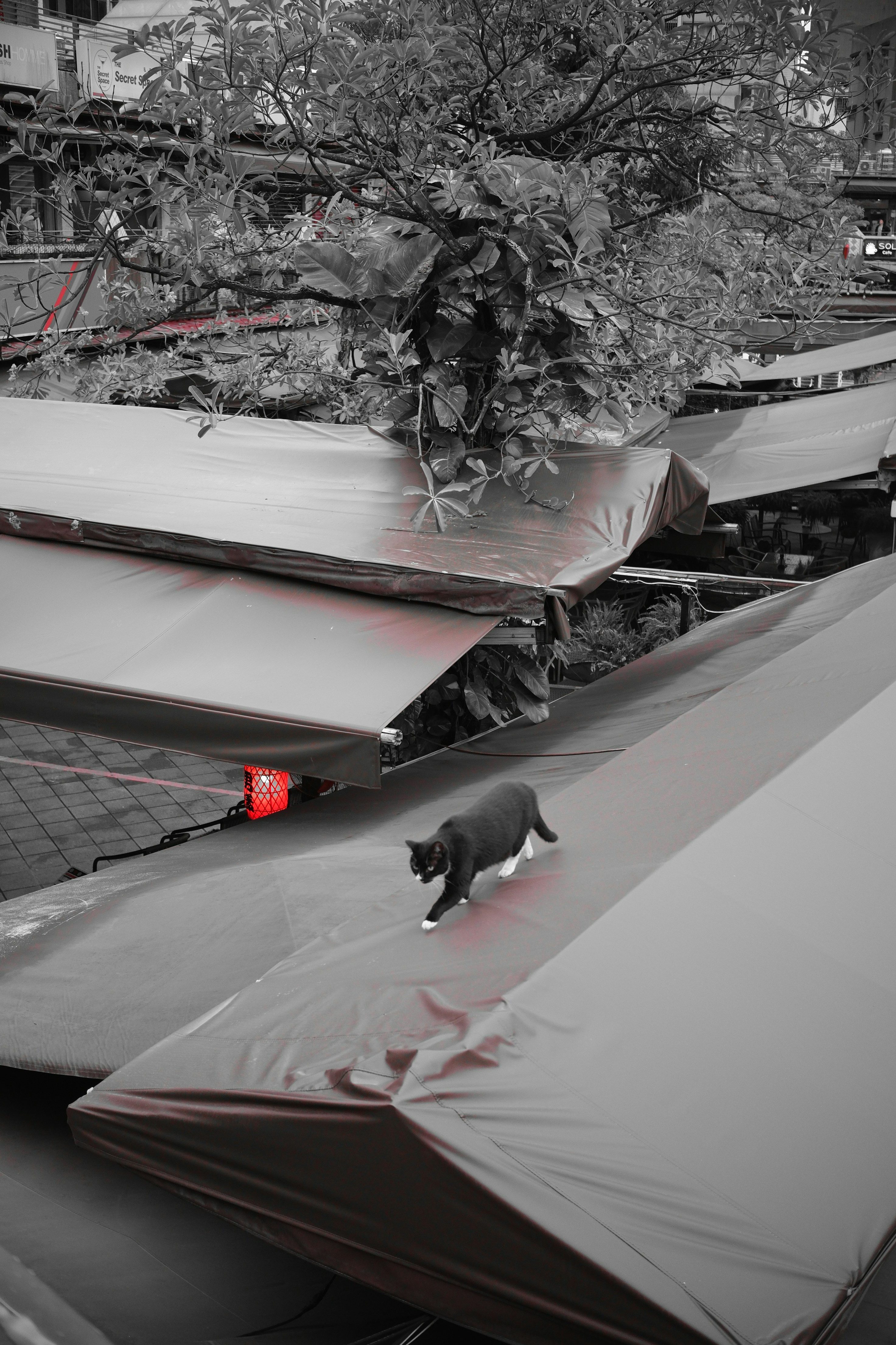 Cat on a Plastic Roof: A Quiet Moment Above the Market Stalls