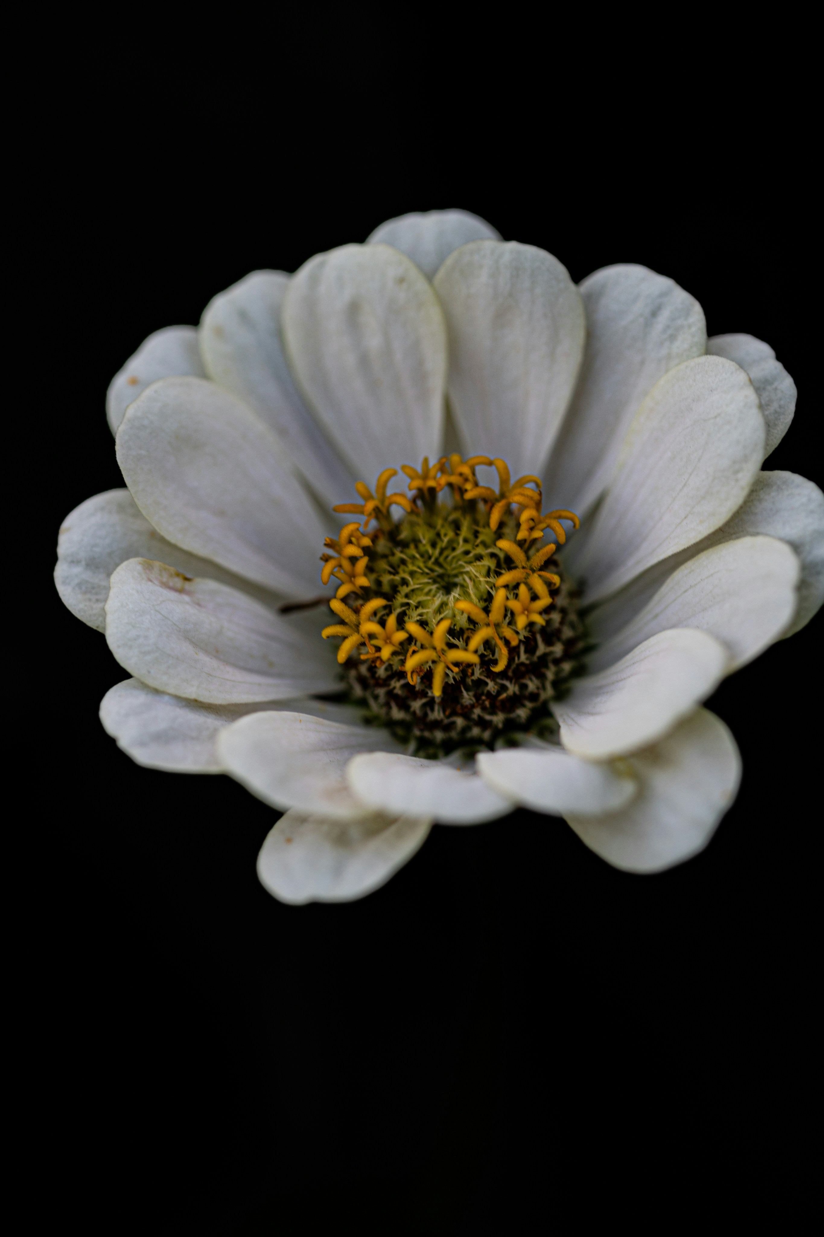 White ranunculus in sharp focus against a velvet black backdrop