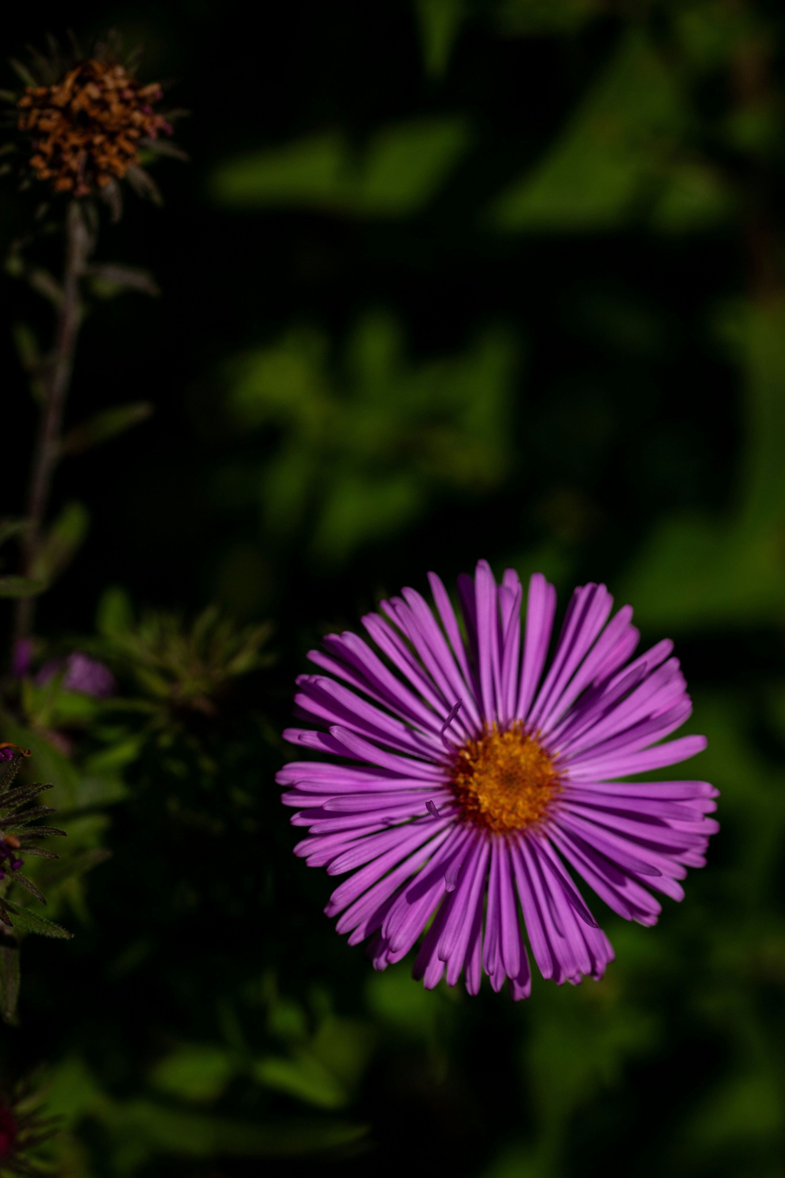 Lavender Aster: Close-Up of a Violet Daisy Bloom in Dappled Light