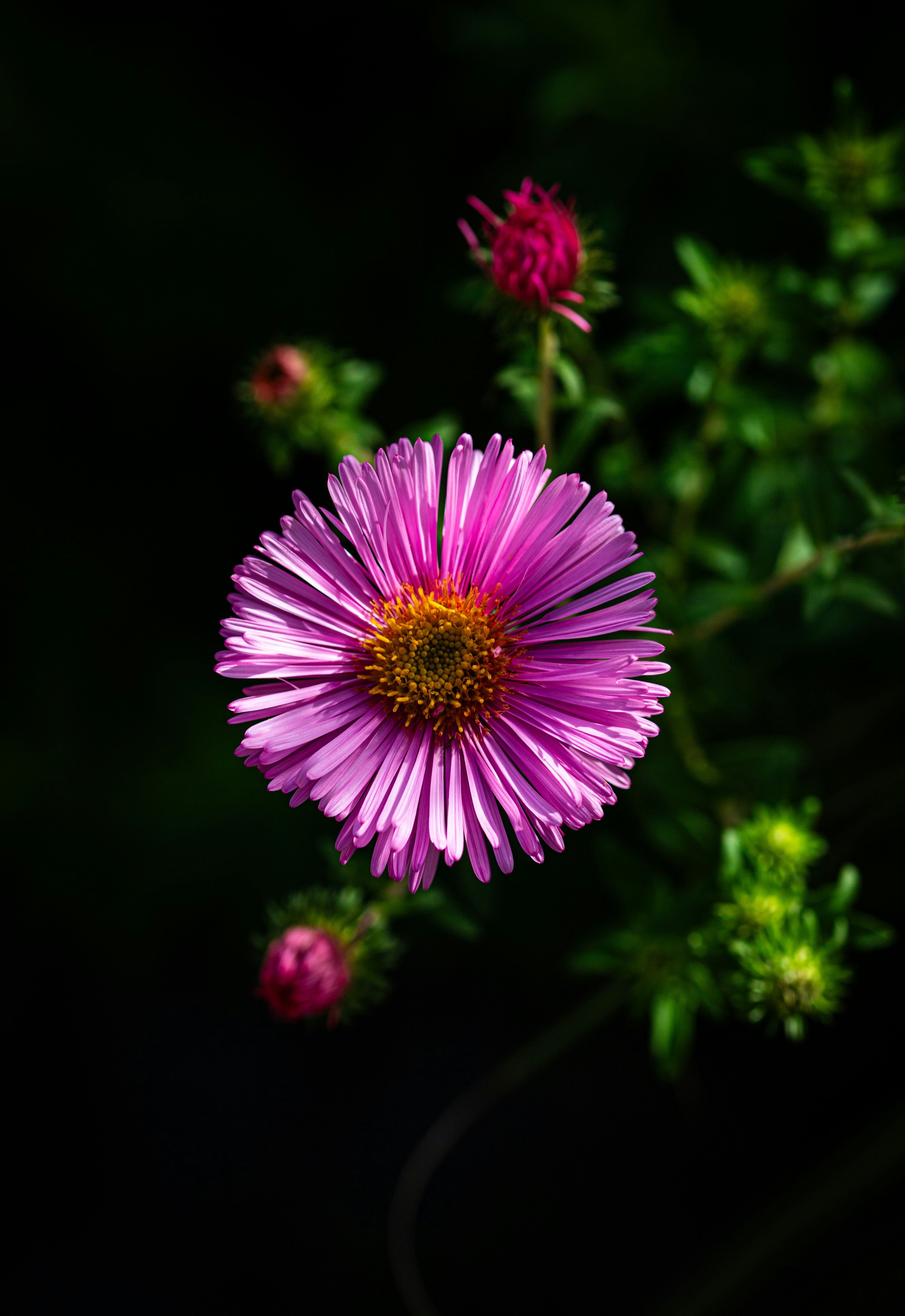 A vivid pink aster stands against a dark backdrop with lush green foliage; the central blossom is in sharp focus showing detailed petal textures and a bright yellow center. (Logo/illustration not present.)