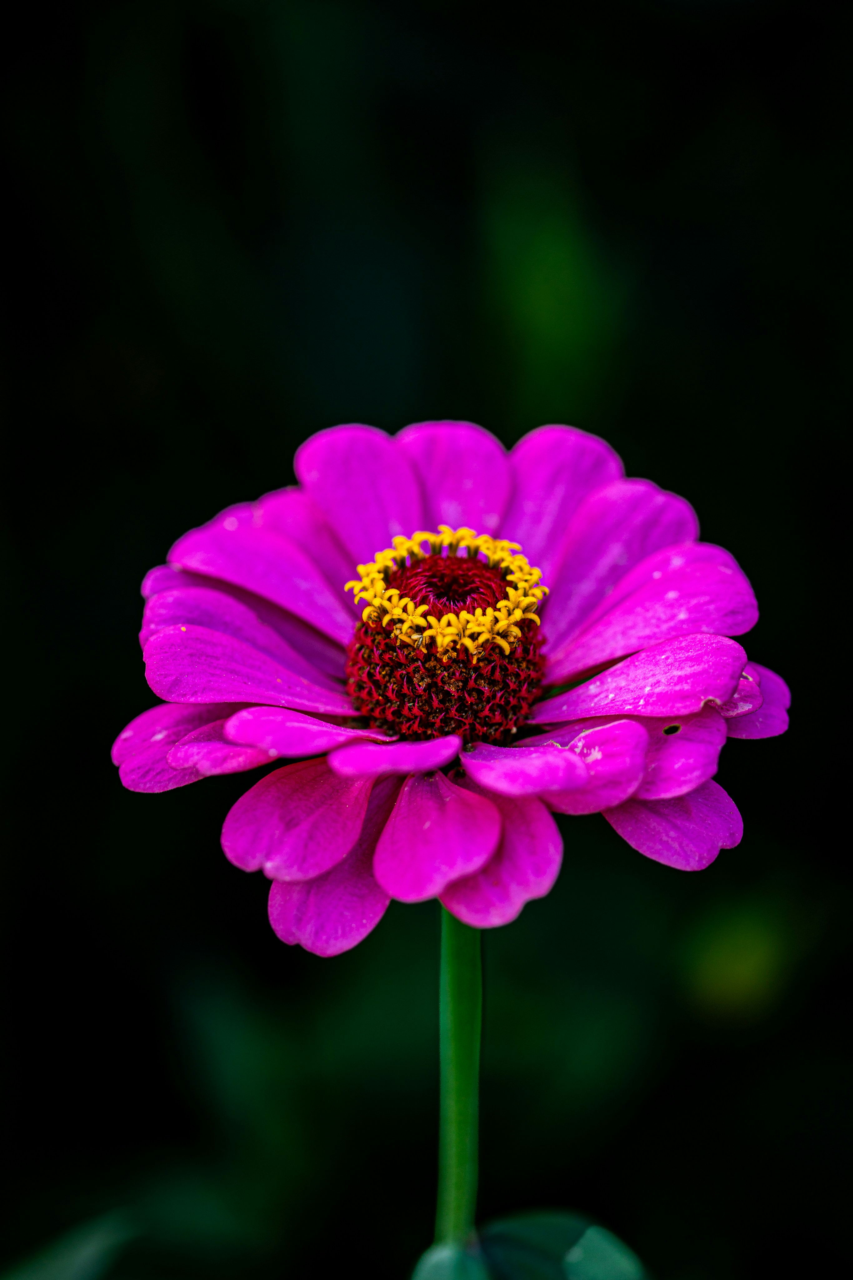 Magenta Bloom: A Close-Up of Colorful Seeded Center Against Velvet Night