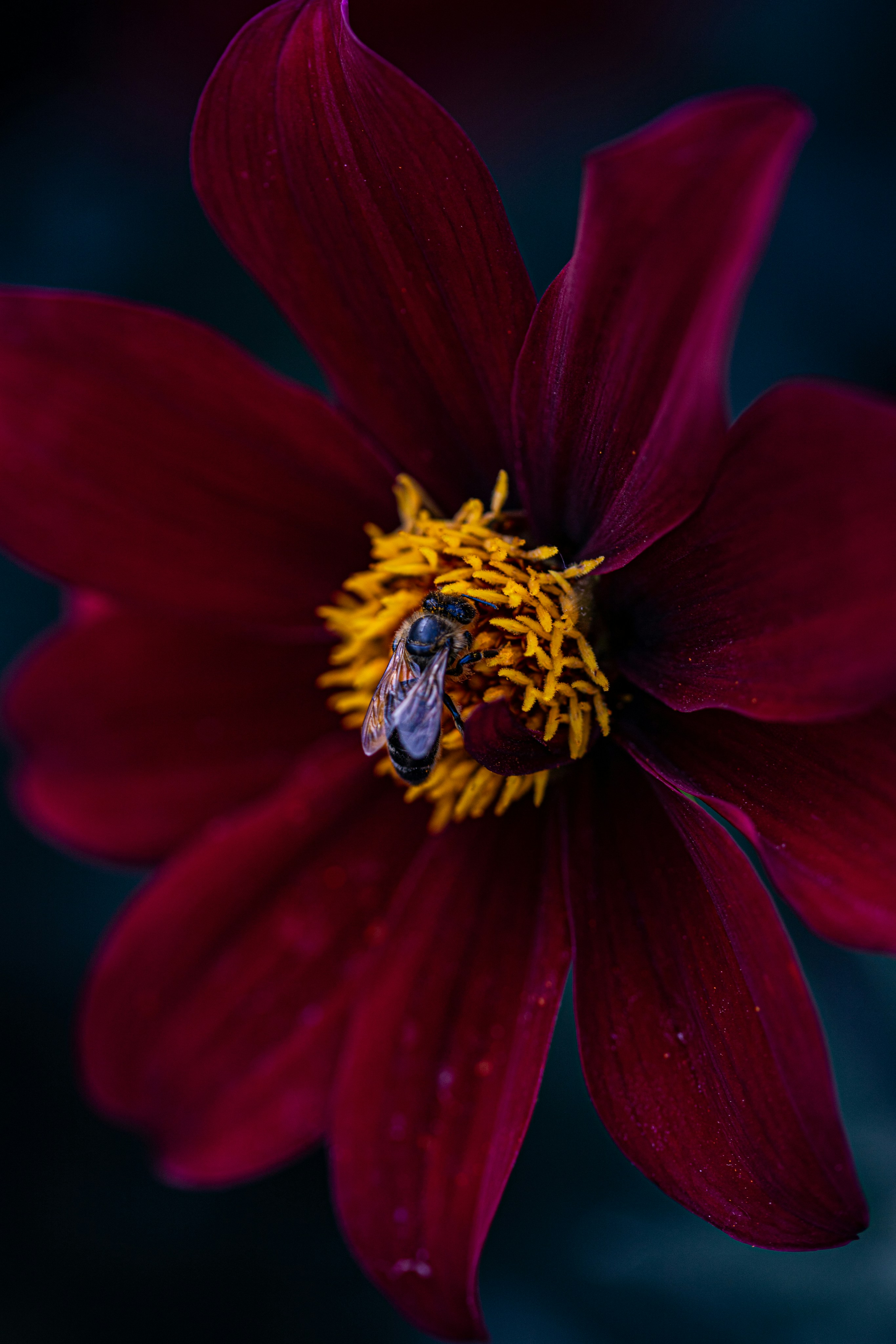 Bee on a Crimson Bloom: A Macro Moment