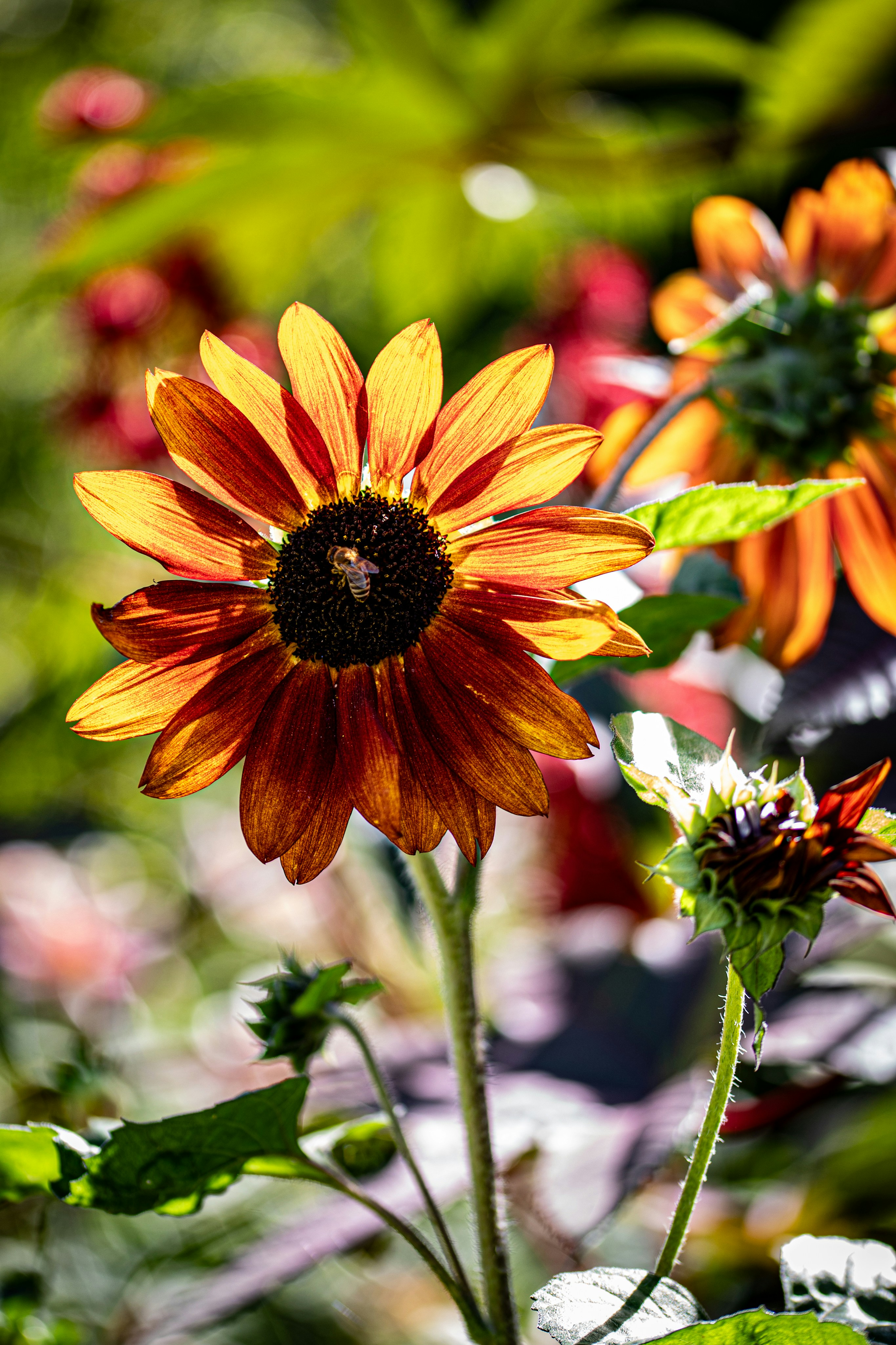Sunlit Ember Bloom: A Seedling of Warmth Centered in the Garden