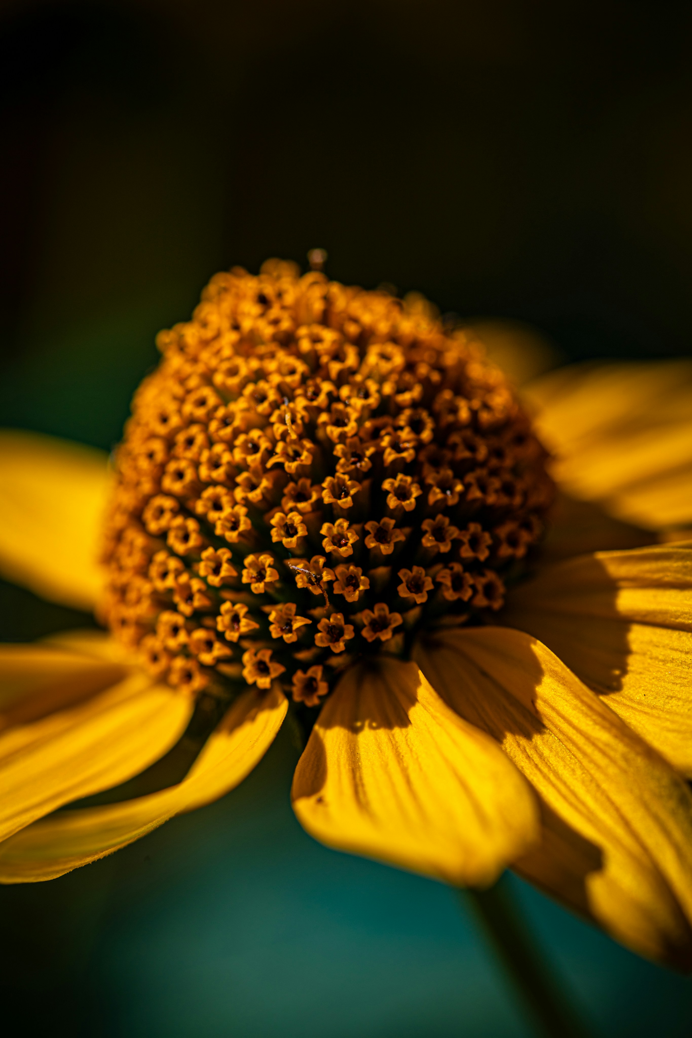 Golden Crown: A Macro Portrait of a Sunflower’s Central Bloom