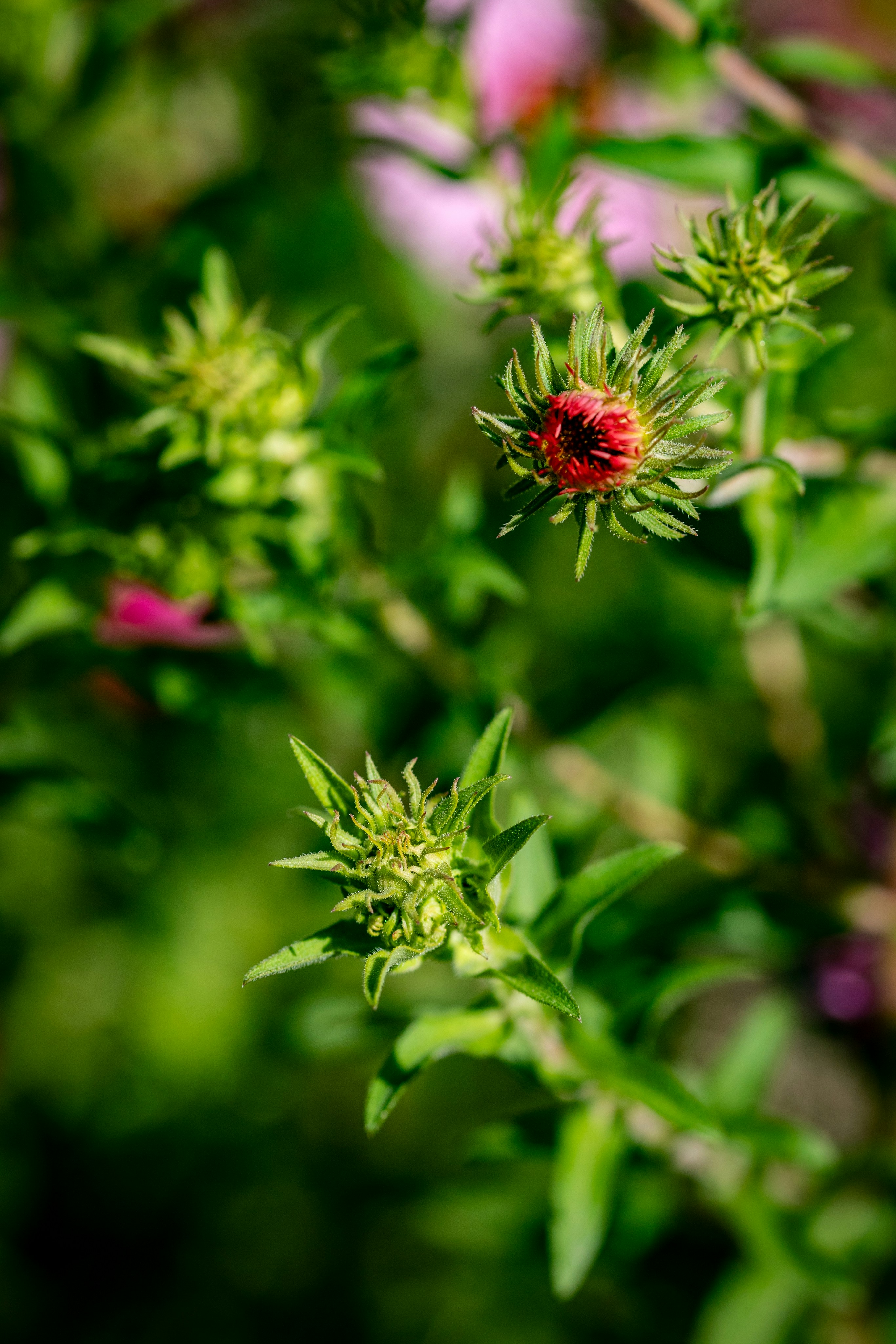Red Bud in Focus: A Close-Up of Bud and Bloom Against Green Backdrop