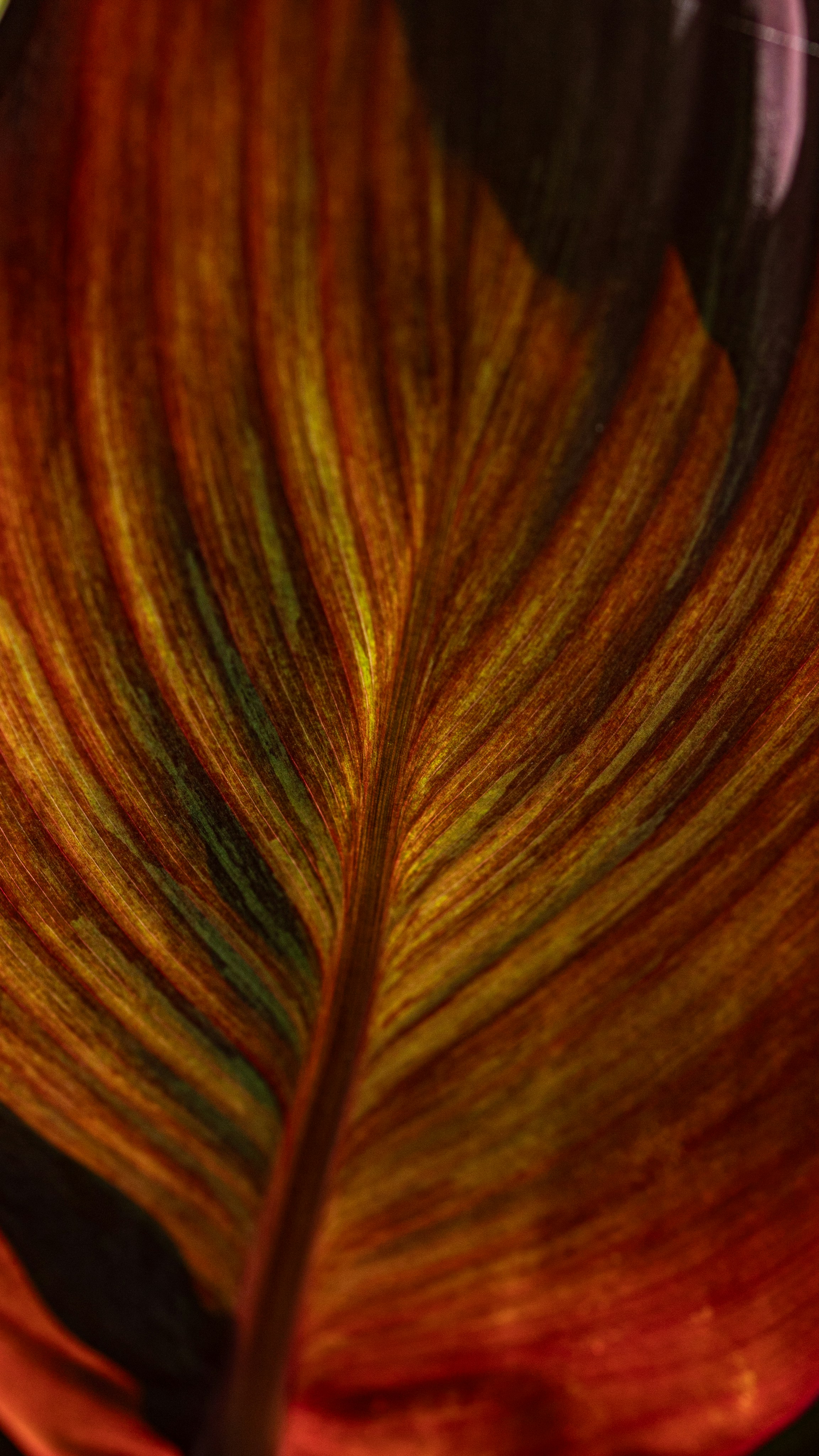 Veined Ember: A Petal's Copper Radiance