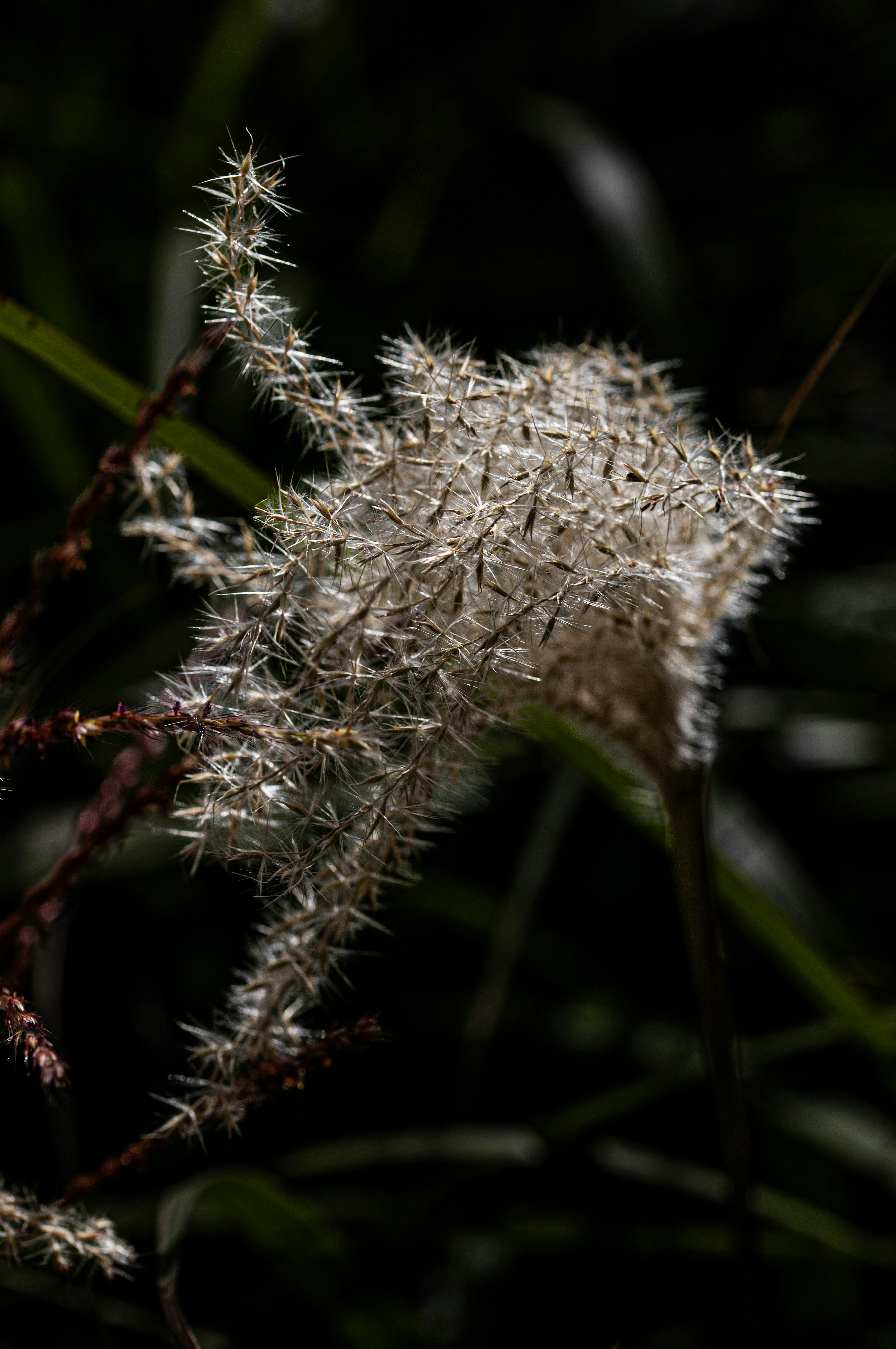 Dandelion Lace in a Dark Meadow
