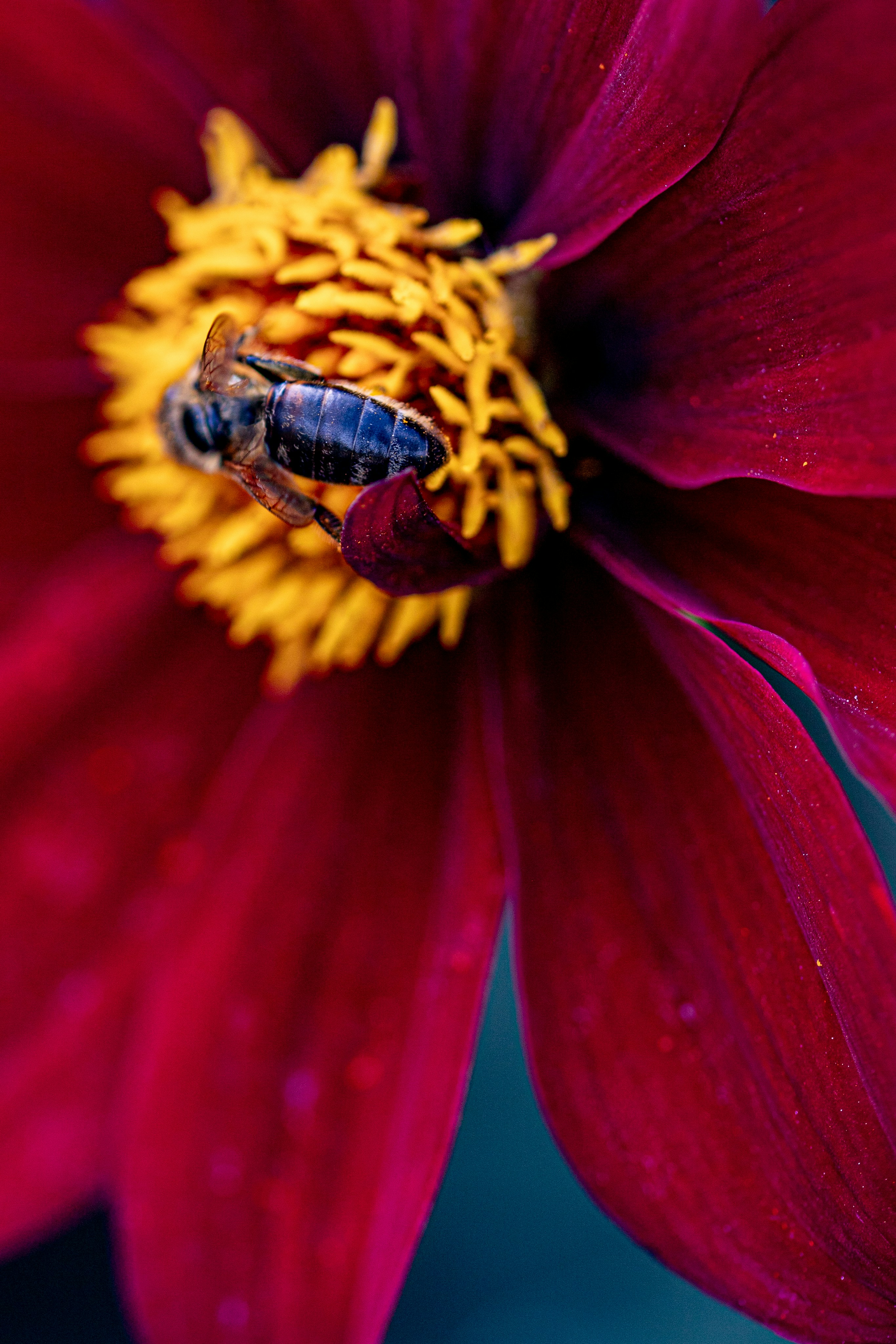 Honeybee at the Core: Golden Center Against Crimson Petals